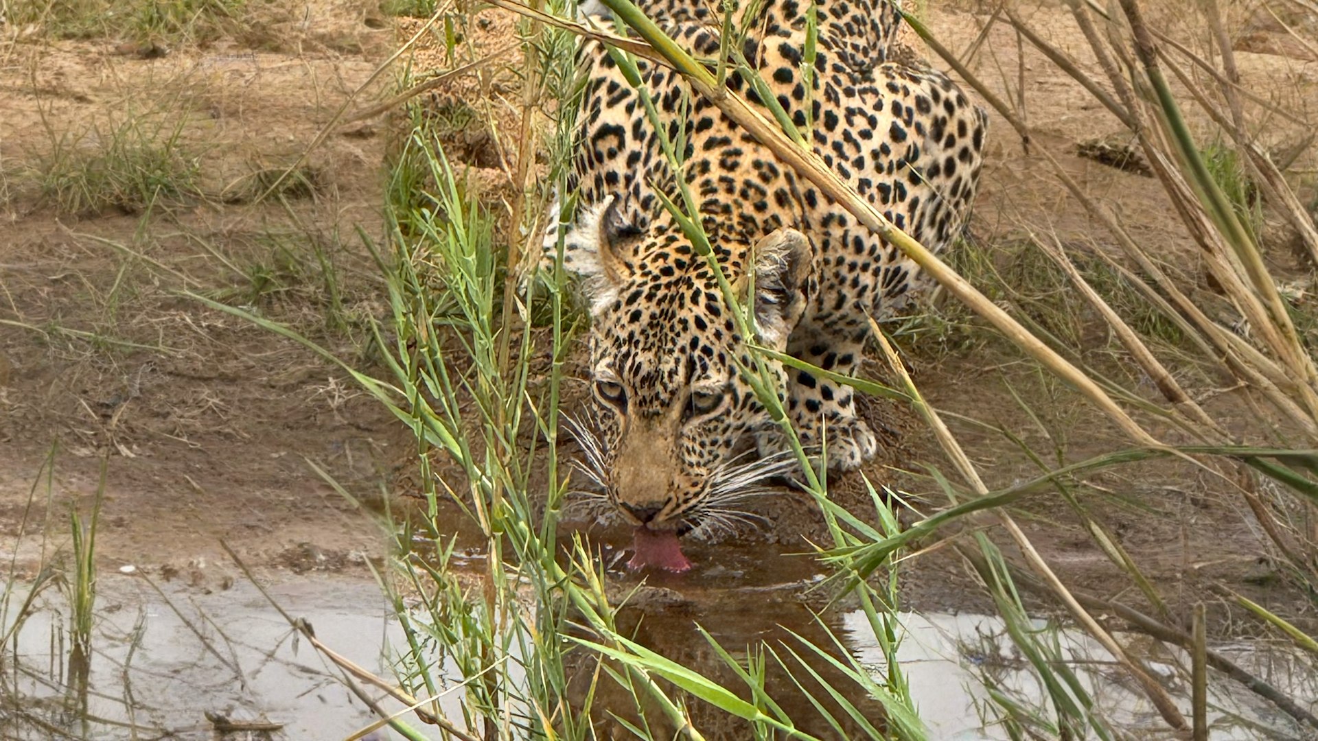 A leopard with her cub sitting in the long grass | Luxury African ...