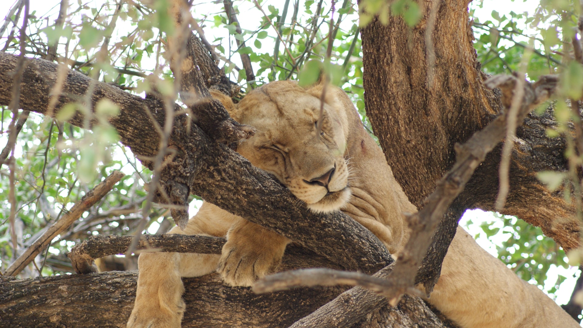 WILDwatch-sighting-tree-climbing-lions-manyara | Luxury African Safaris ...