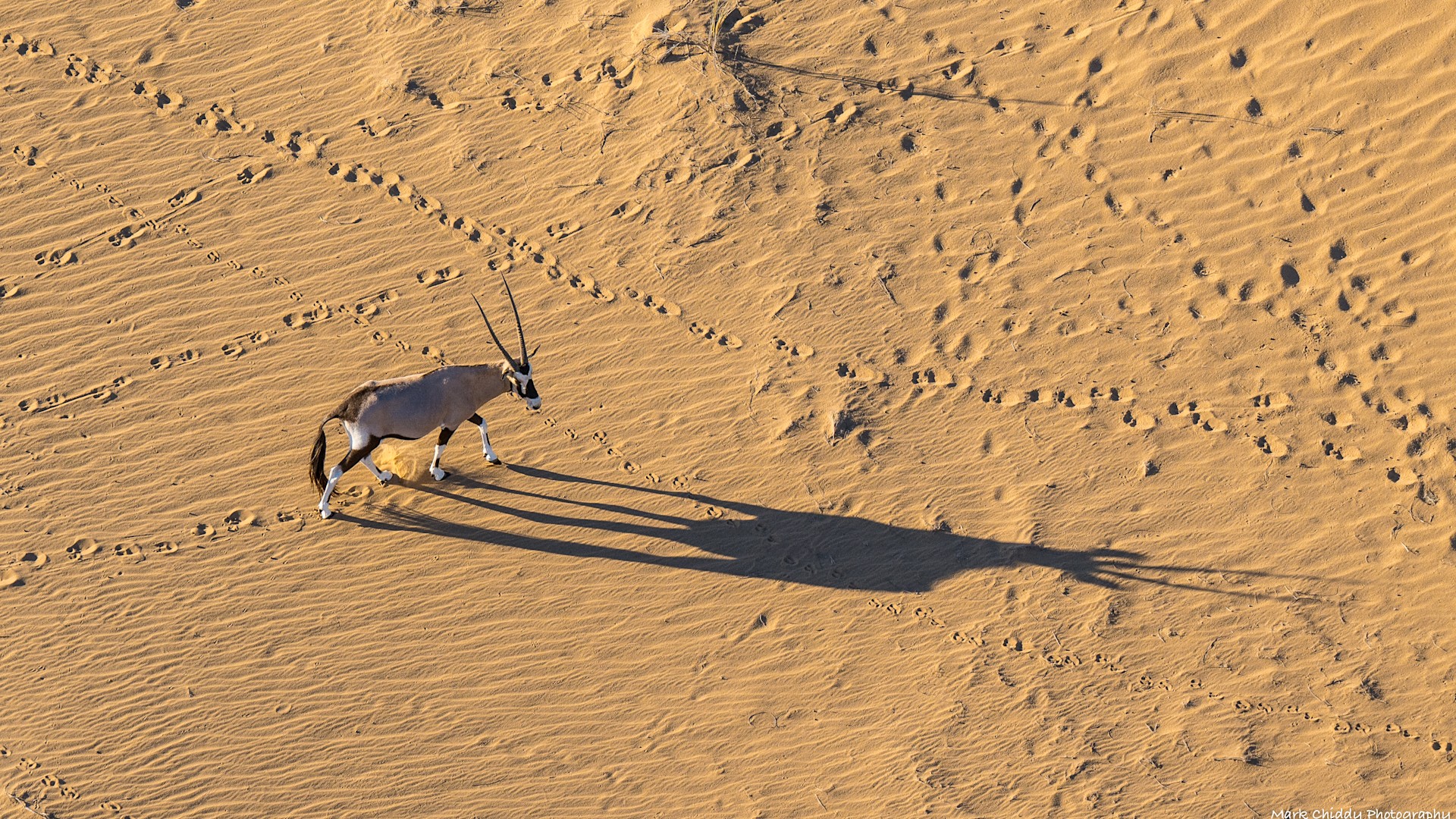 Oryx on sand dunes | Luxury African Safaris,South America & South Asia ...