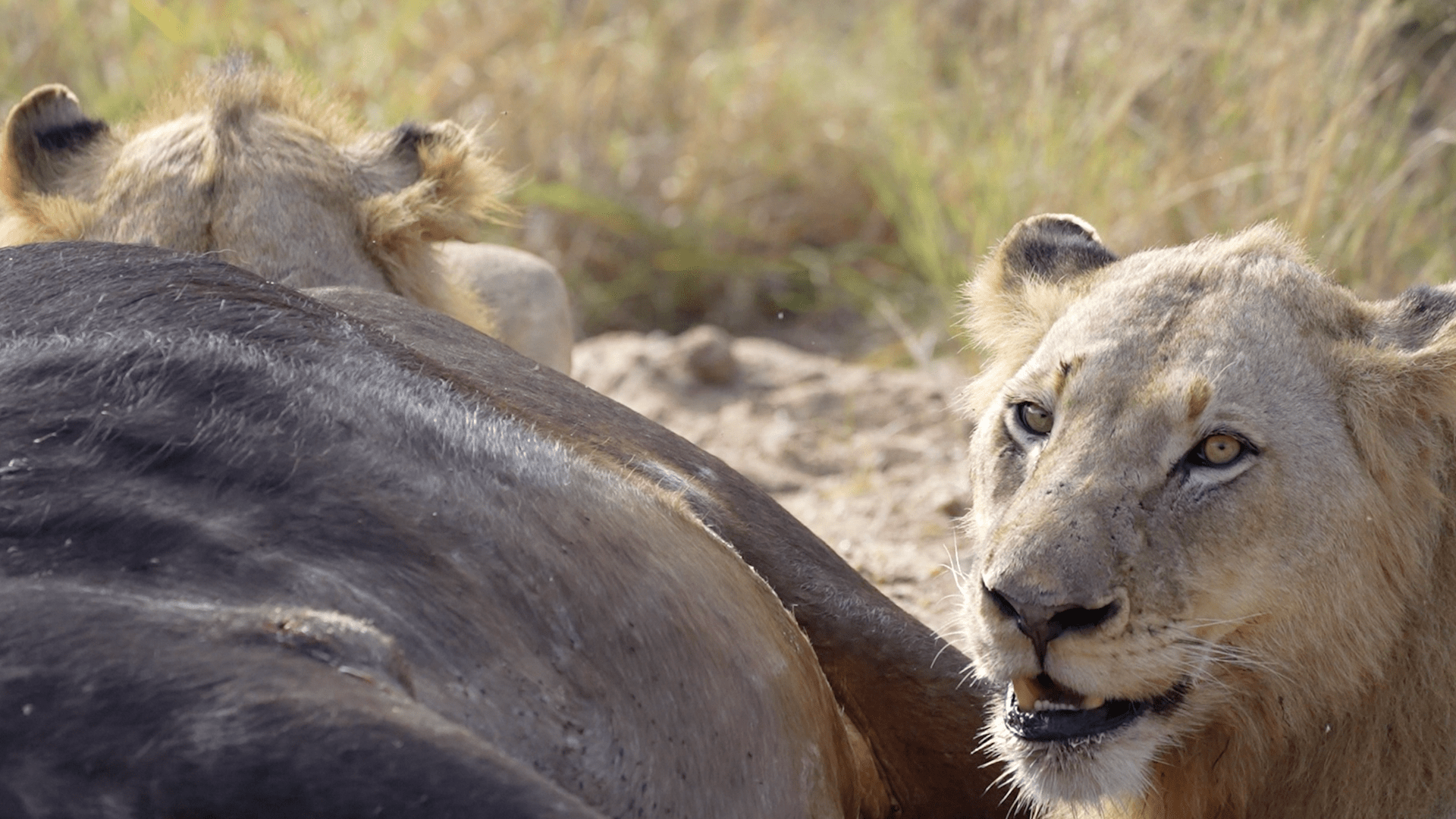 Young male lions on large buffalo kill | Luxury African Safaris,South ...