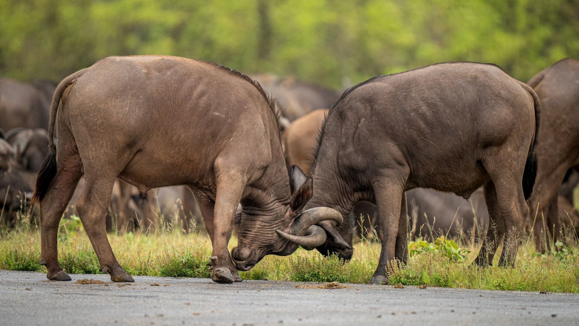 Buffalo on airstrip | Luxury African Safaris,South America & South Asia ...