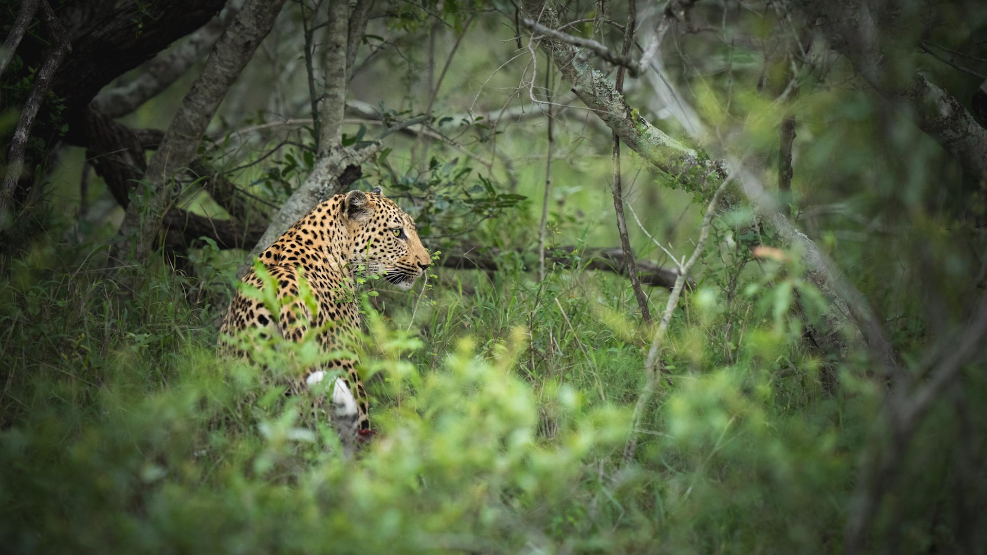 leopard on kill | Luxury African Safaris,South America & South Asia ...