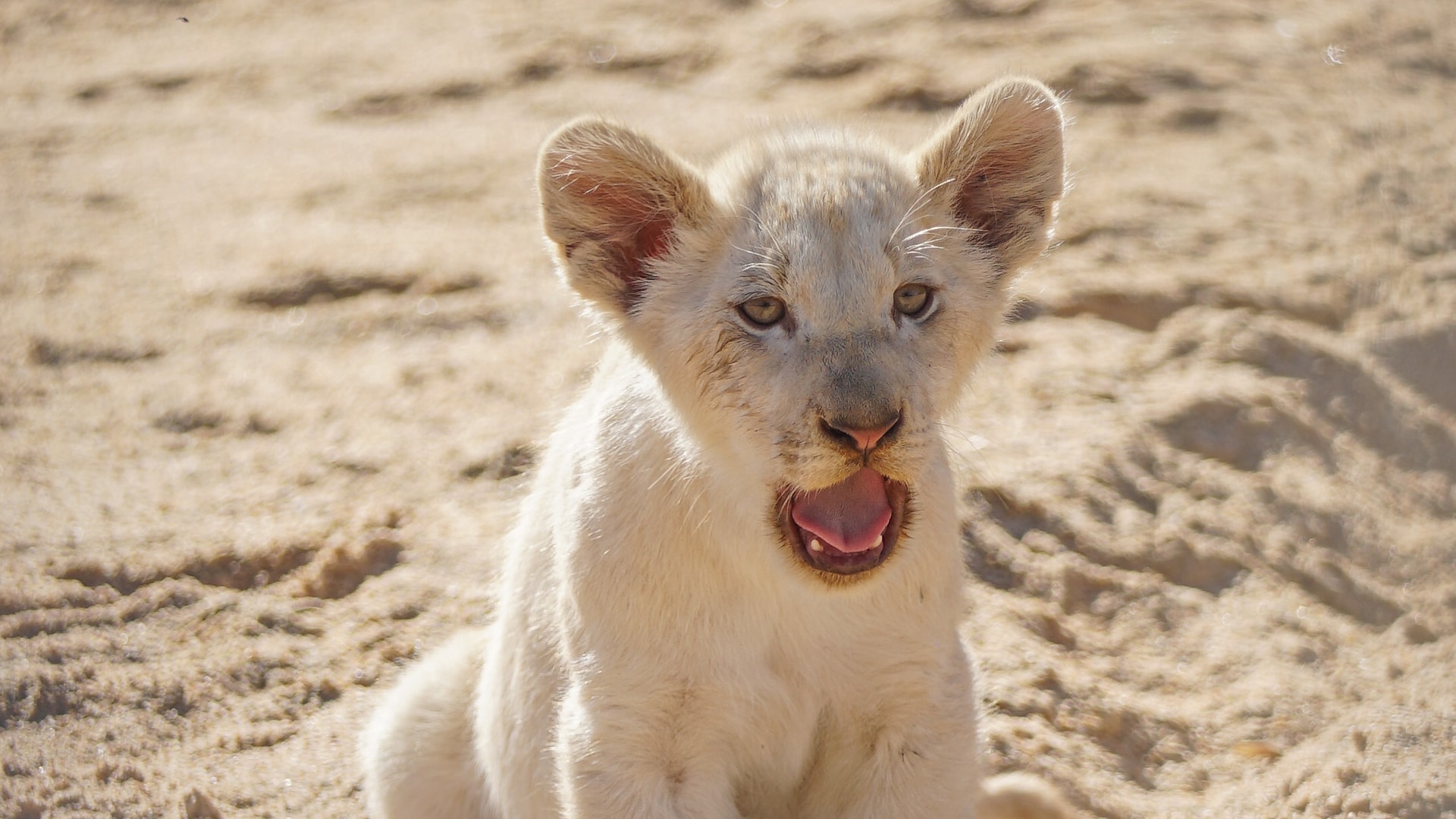 White Lion Cub Wallpaper Lioness With Her Cubs 910x607 Wallpaper