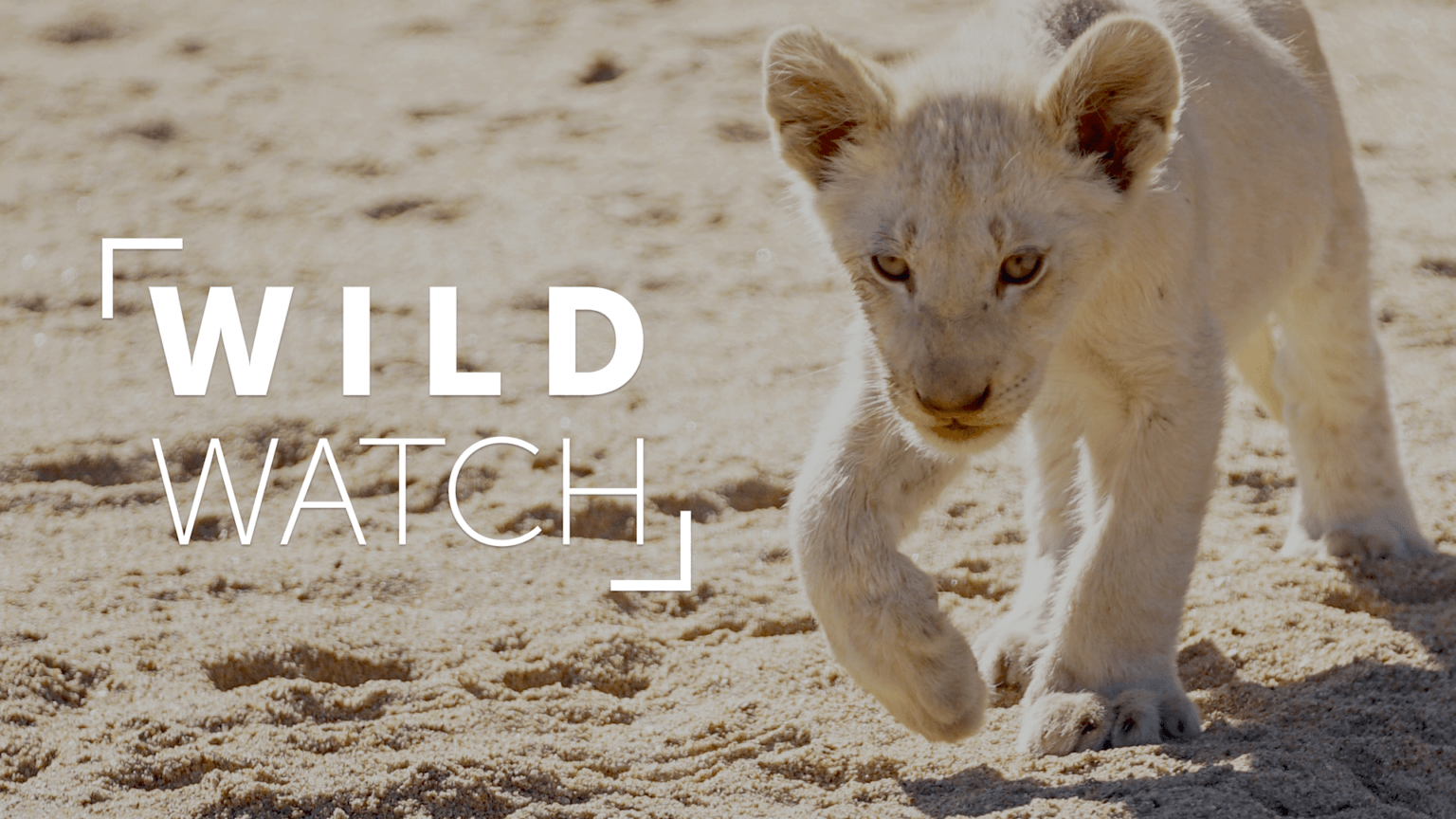 Experiences at &Beyond Ngala Safari Lodge, Kruger