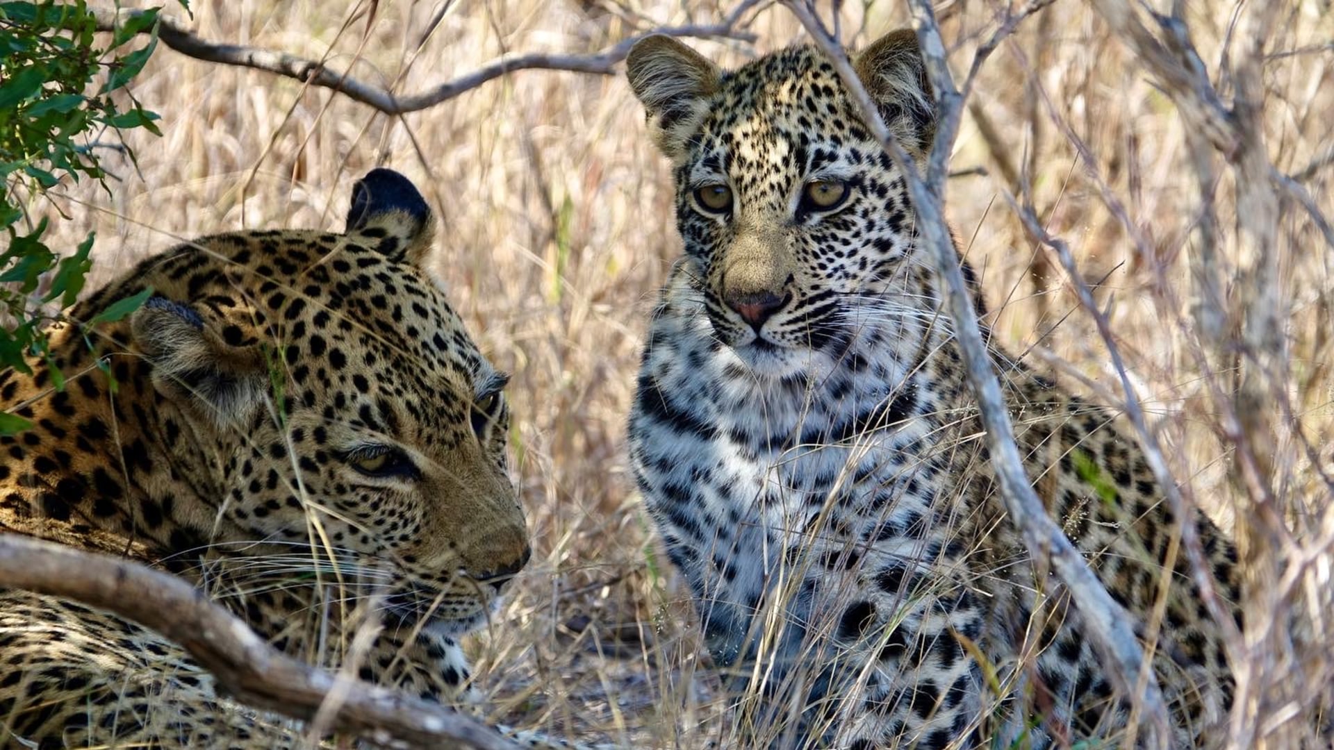 A mother leopard and her cub relax in the winter grass | Luxury African ...