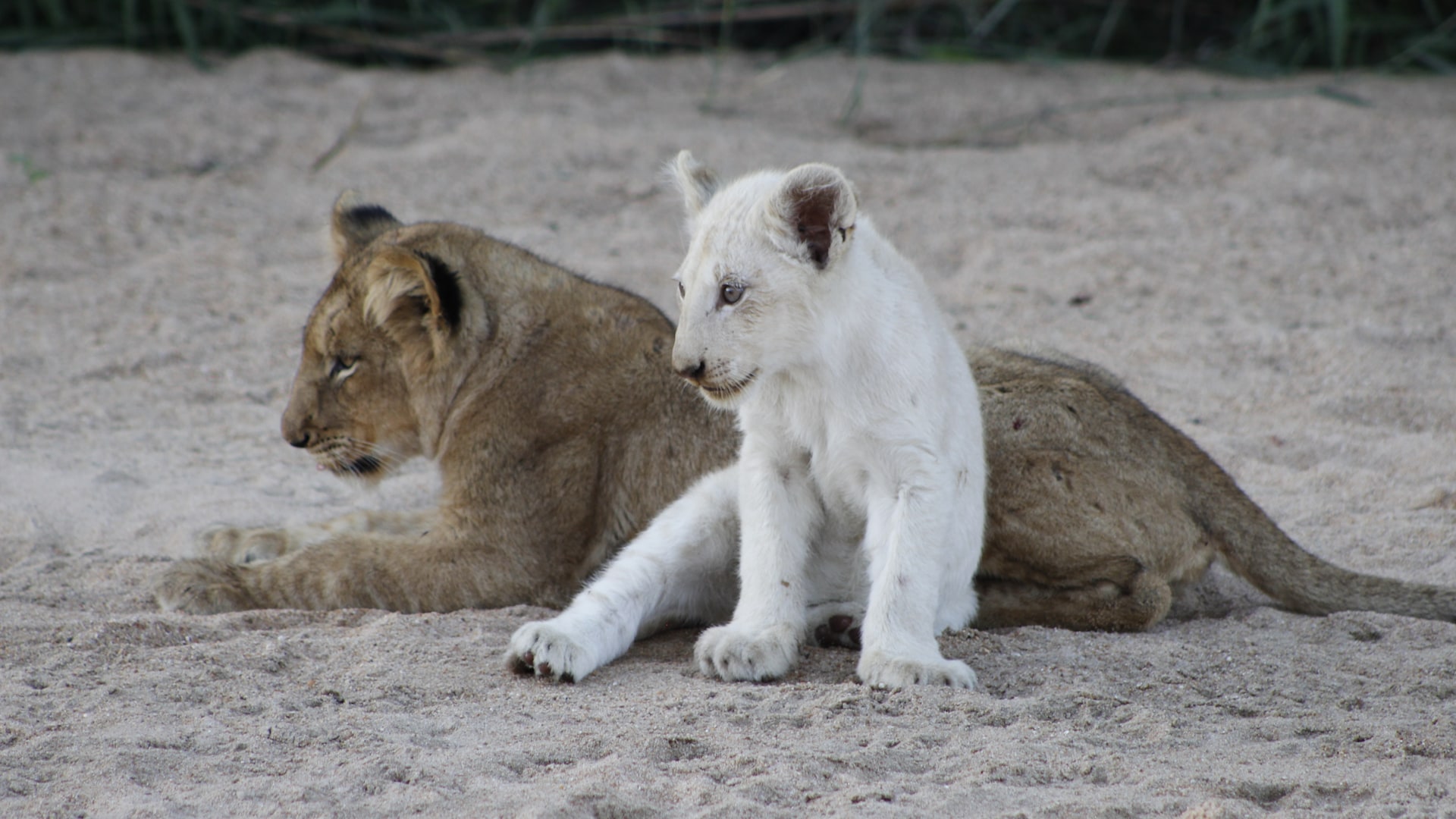 white lioness and cubs | Luxury African Safaris,South America & South ...