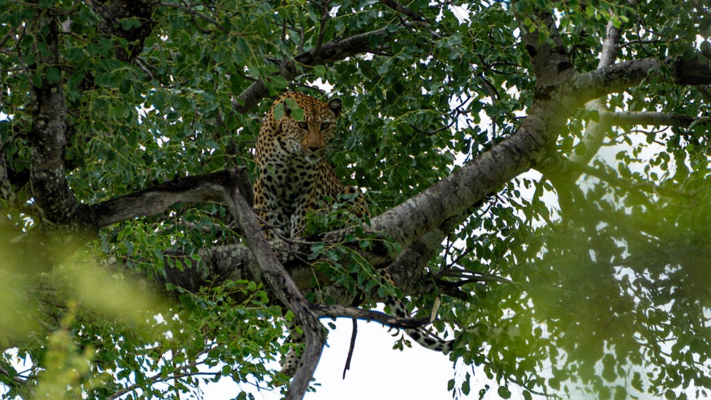 leopard with a carcass in the tree | &Beyond WILDwatch