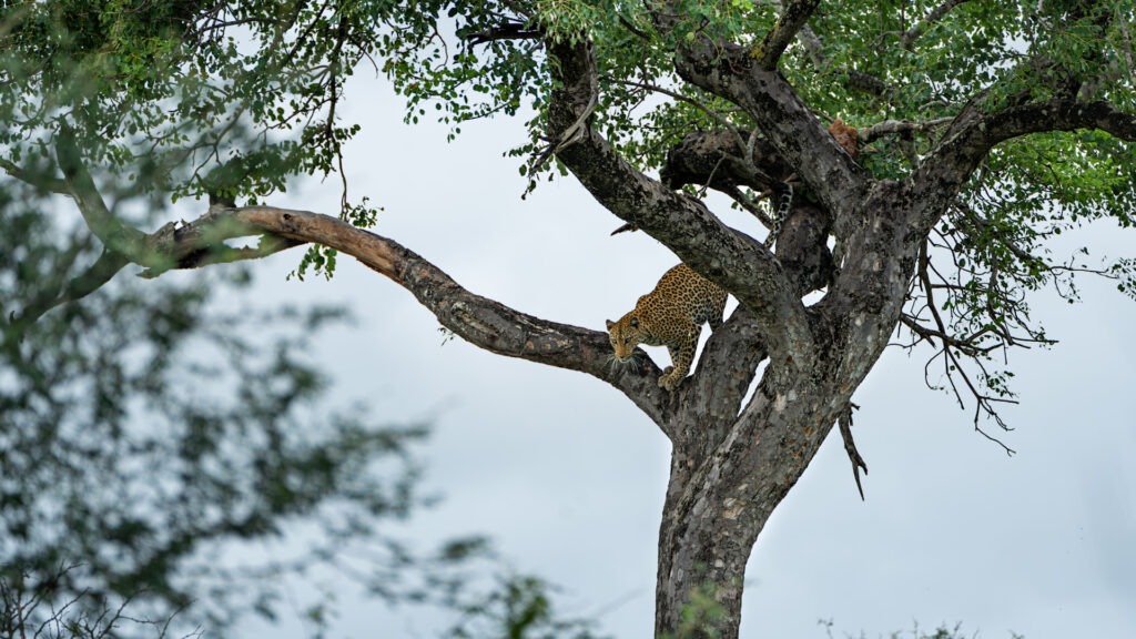 leopard with a carcass in the tree | &Beyond WILDwatch