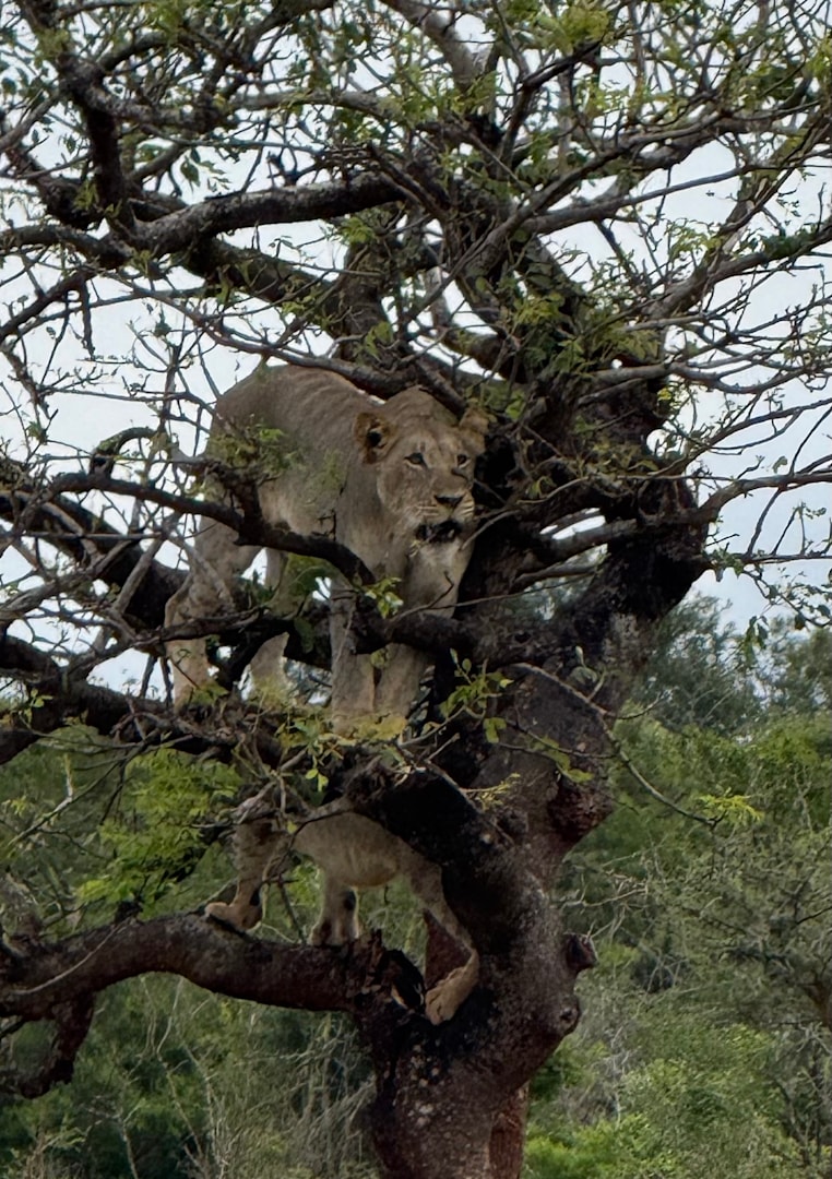 Lions climbing a tree | &Beyond WILDwatch