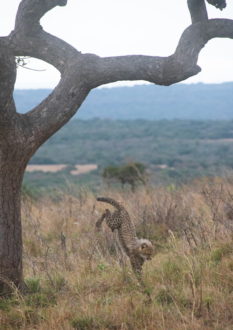 Energetic cheetah cubs at play | Luxury African Safaris,South America ...