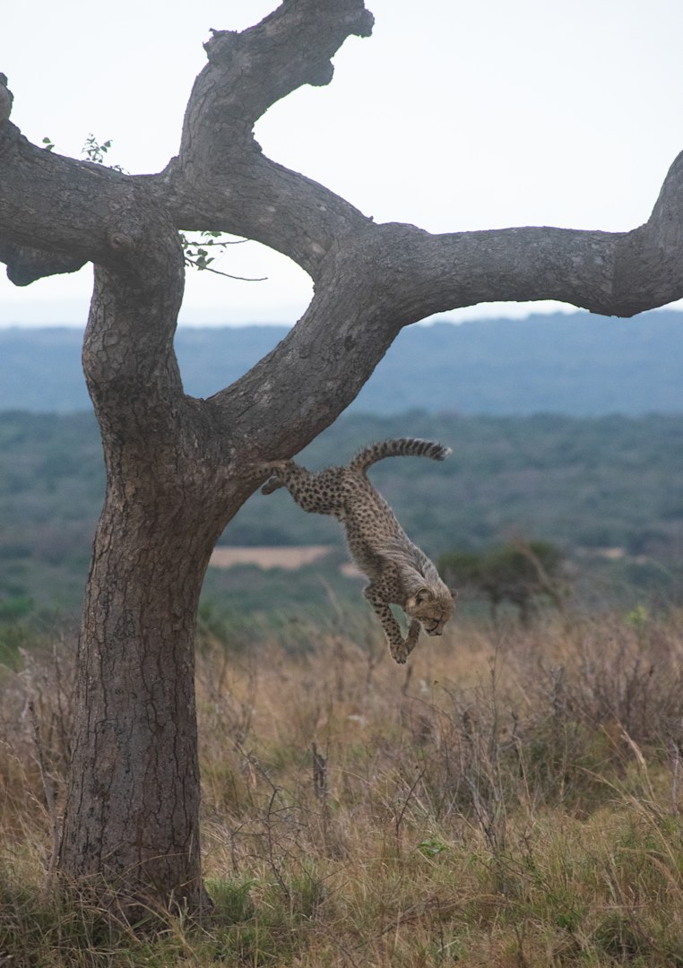 Energetic cheetah cubs at play | Luxury African Safaris,South America ...