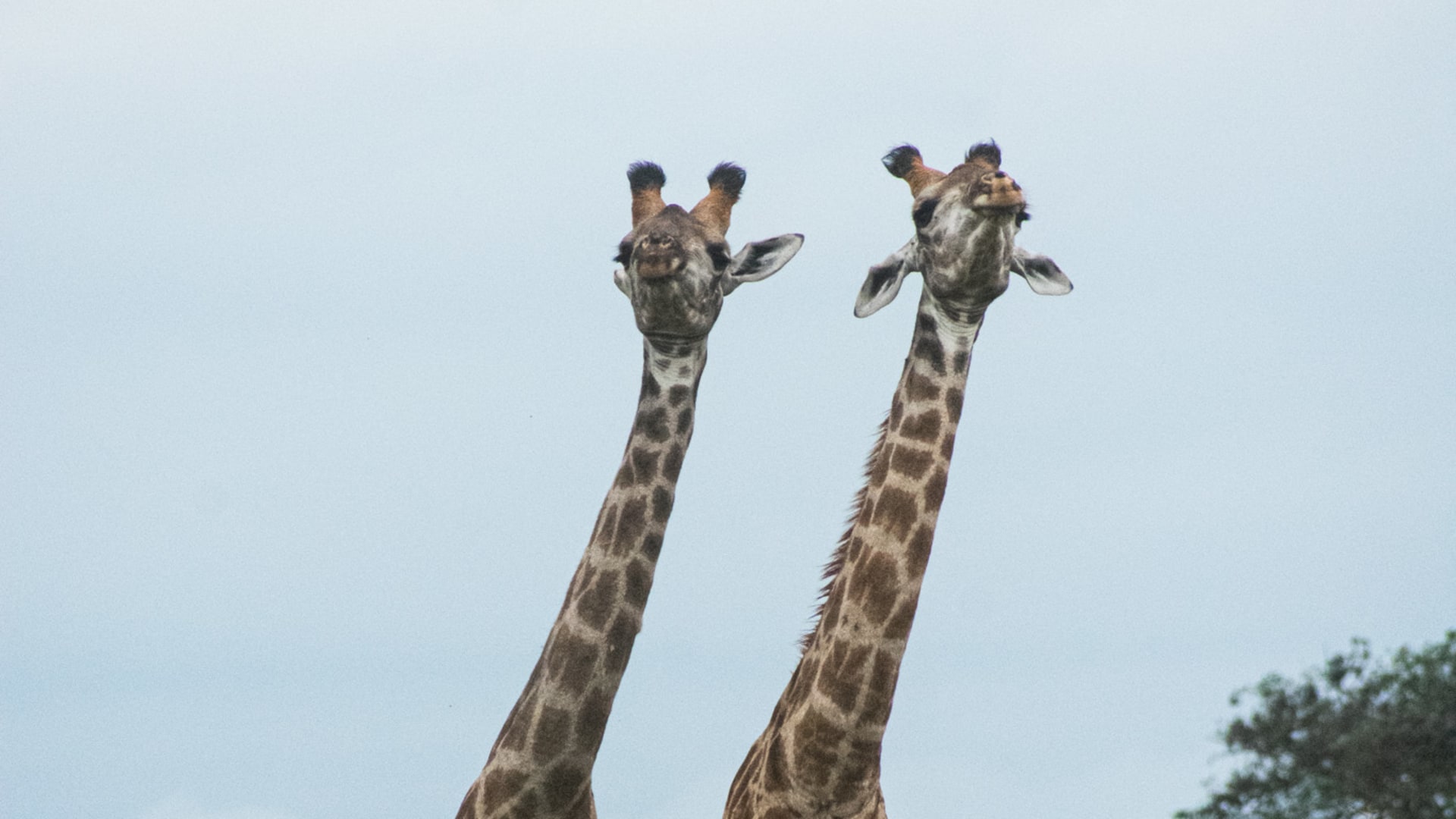 Giraffes engage in friendly combat | Luxury African Safaris,South ...