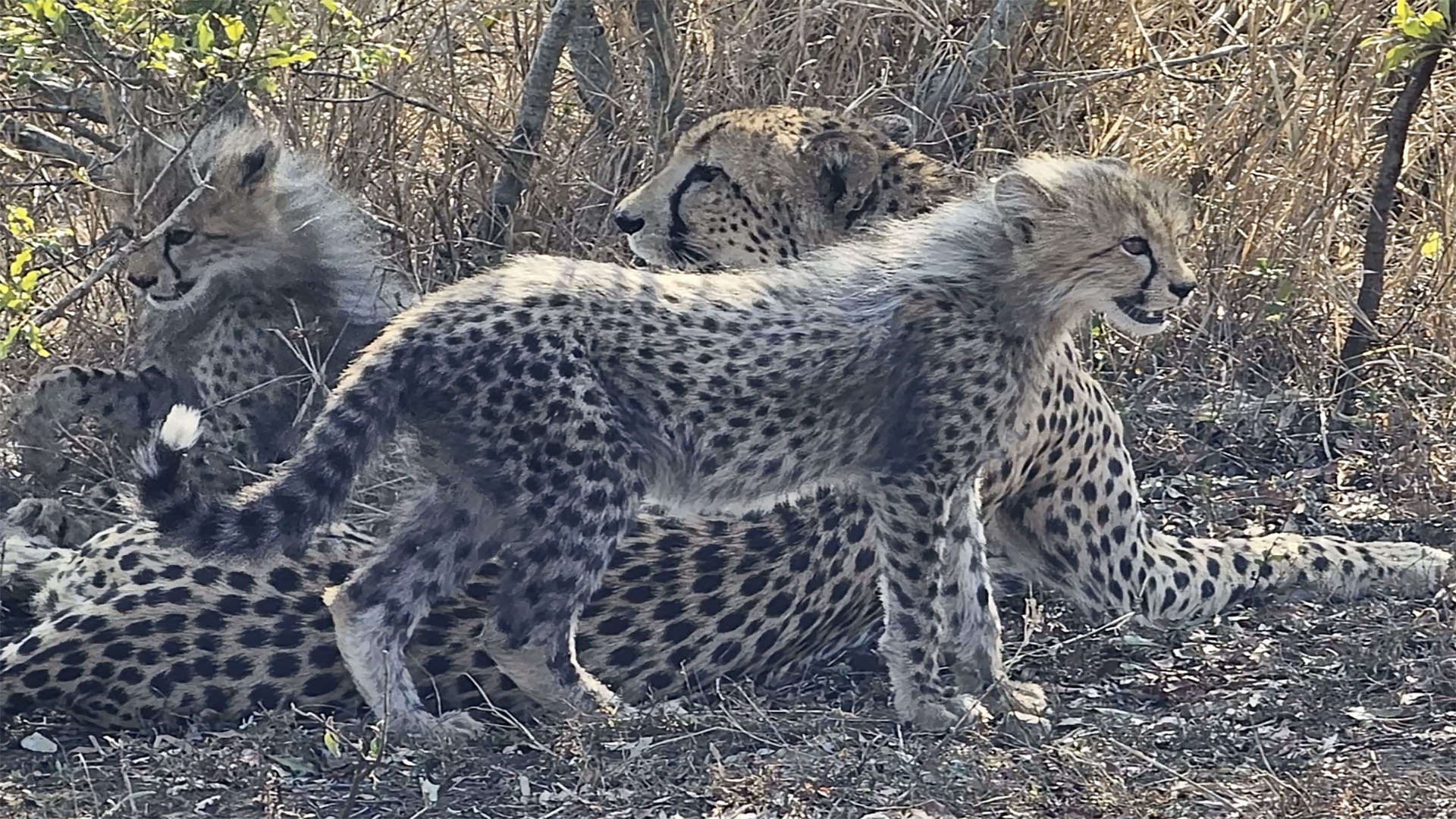 Mother cheetah walks with her cubs | Luxury African Safaris,South ...