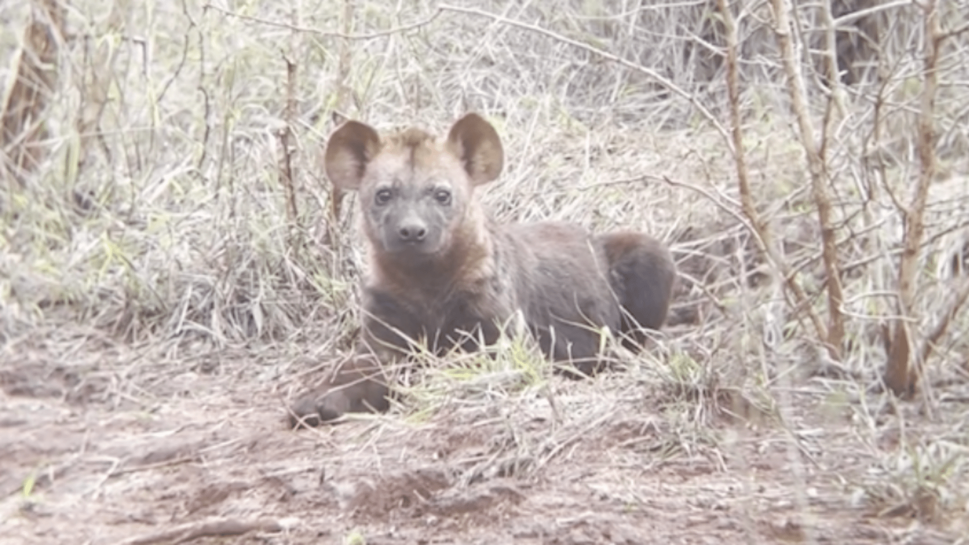 Hyena cubs explore den site | Luxury African Safaris,South America ...
