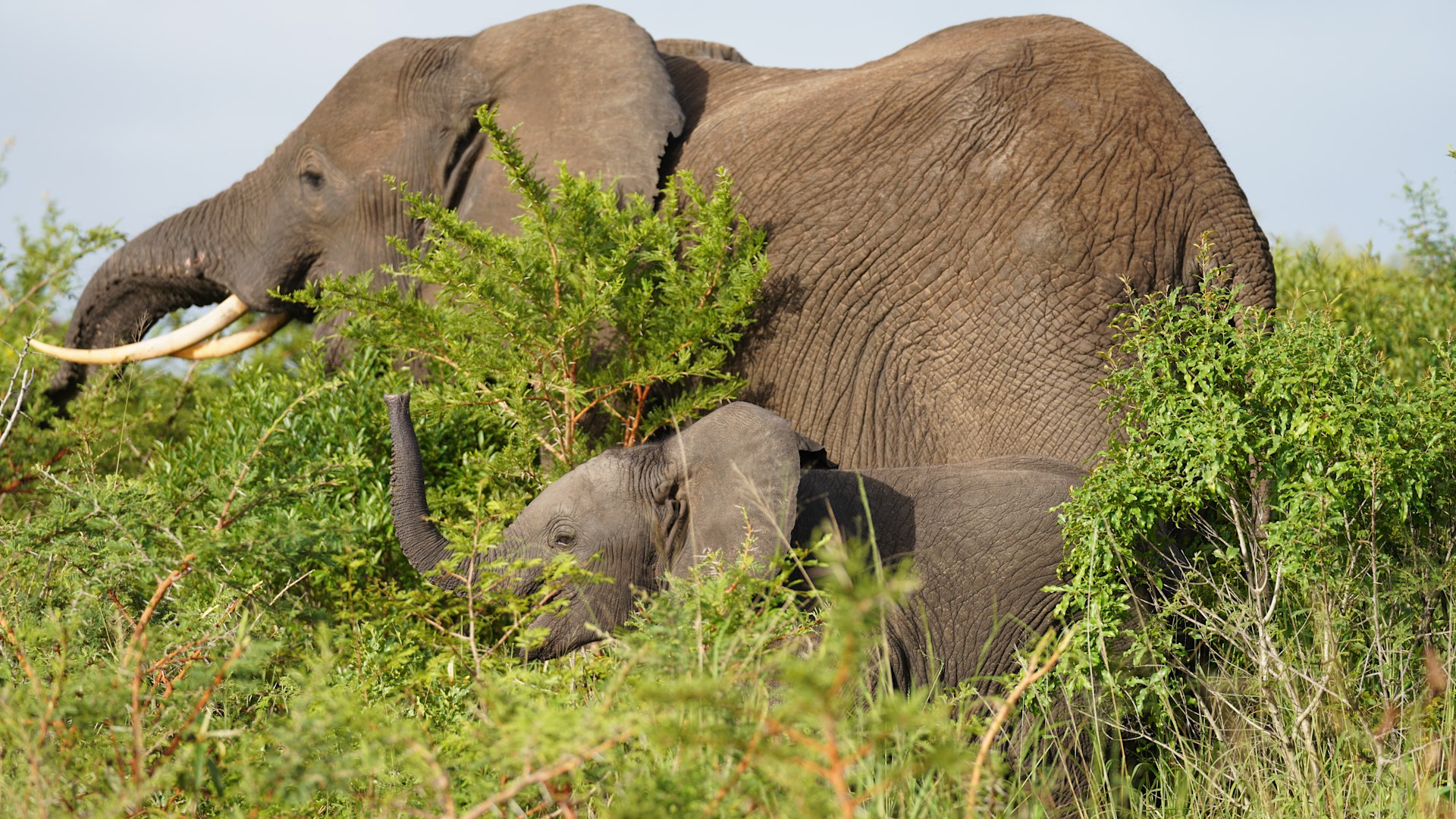 Ellie babe and mum | Luxury African Safaris,South America & South Asia ...