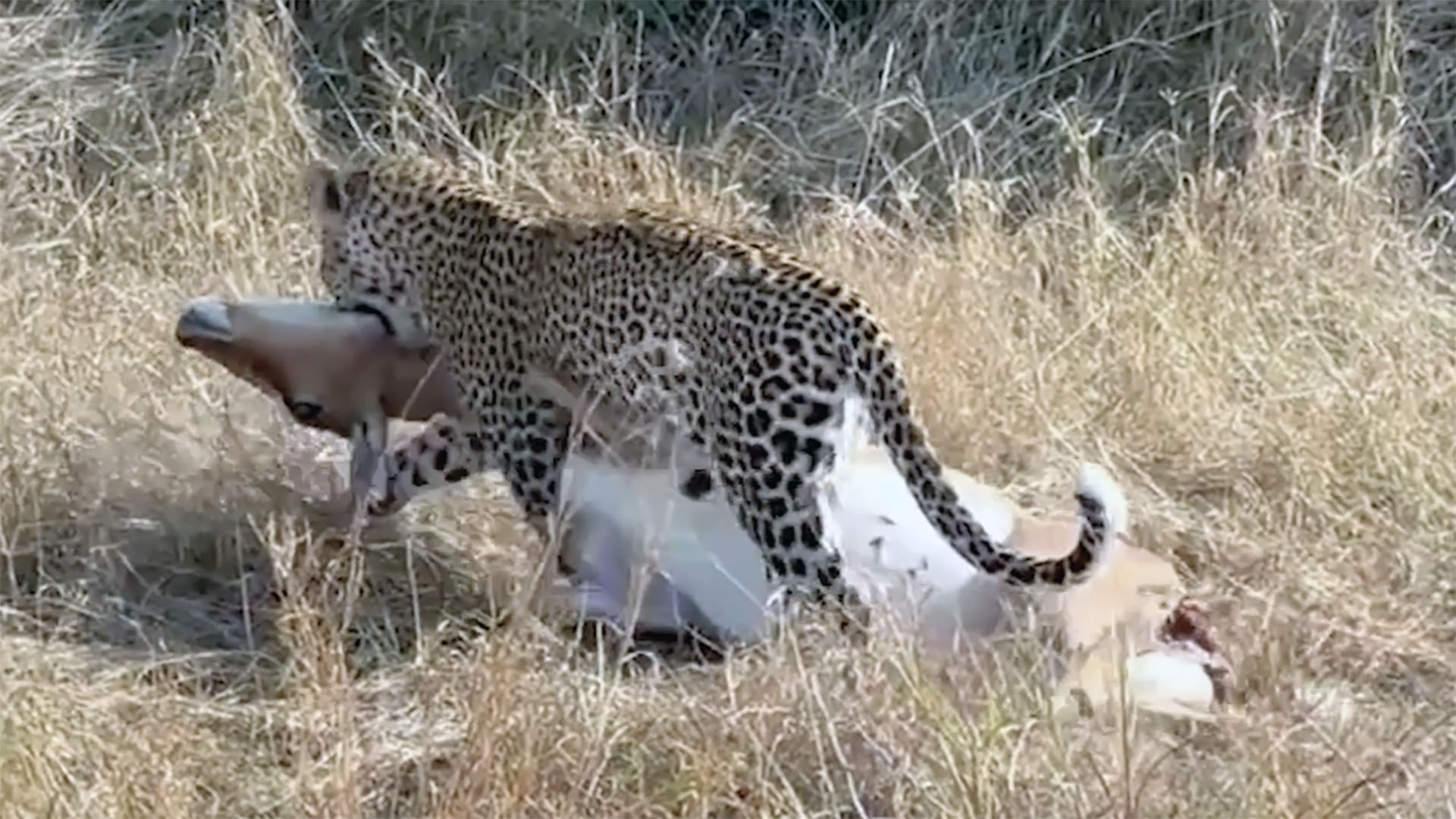 Leopard drags impala carcass | Luxury African Safaris,South America ...