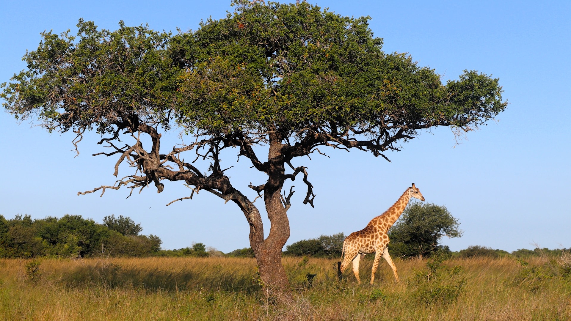 Giraffe postcard | Luxury African Safaris,South America & South Asia ...