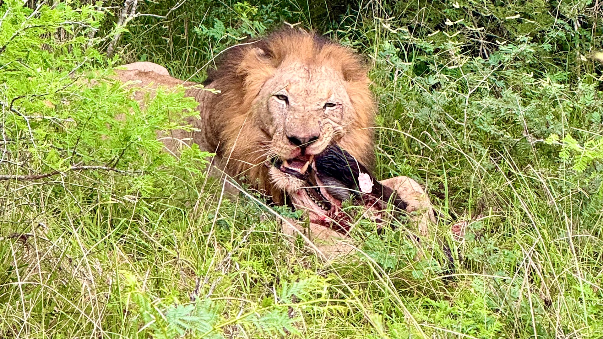 Male lion feeds on kill | Luxury African Safaris,South America & South ...