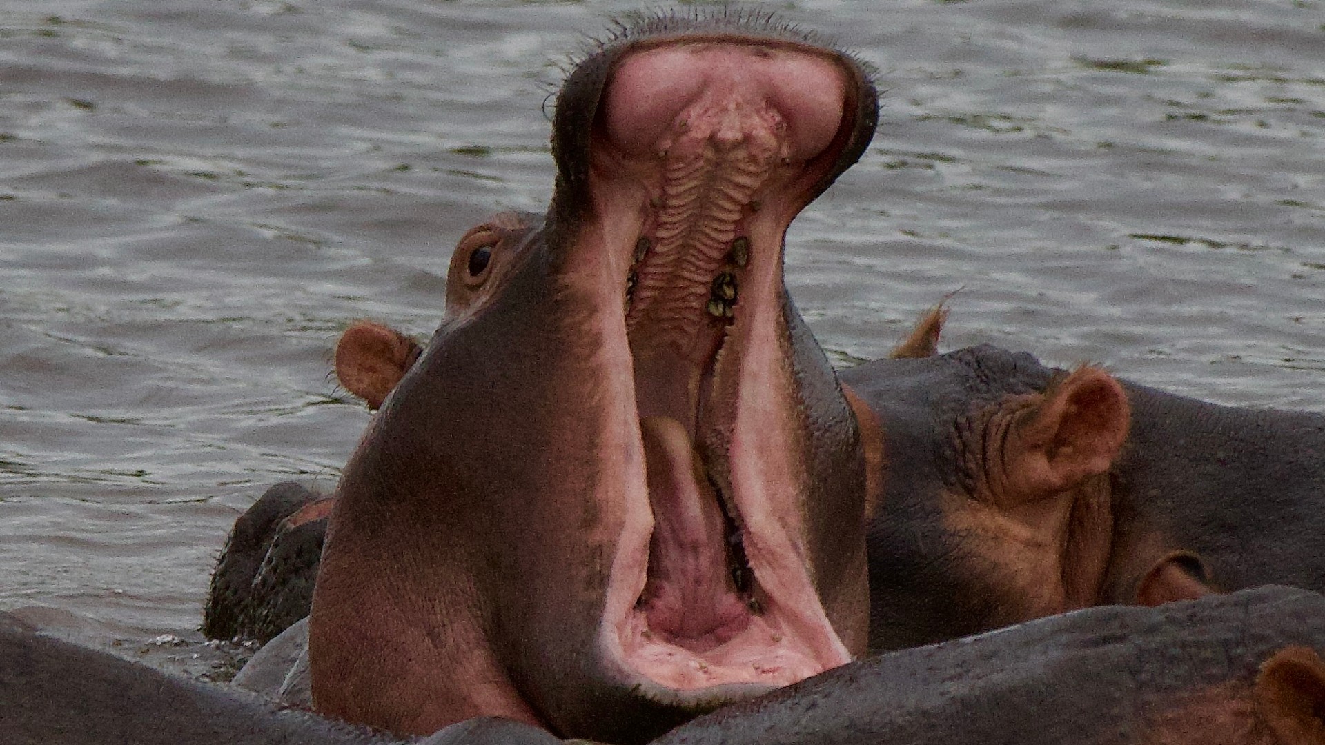 Various shots of animals gaping | &Beyond WILDwatch