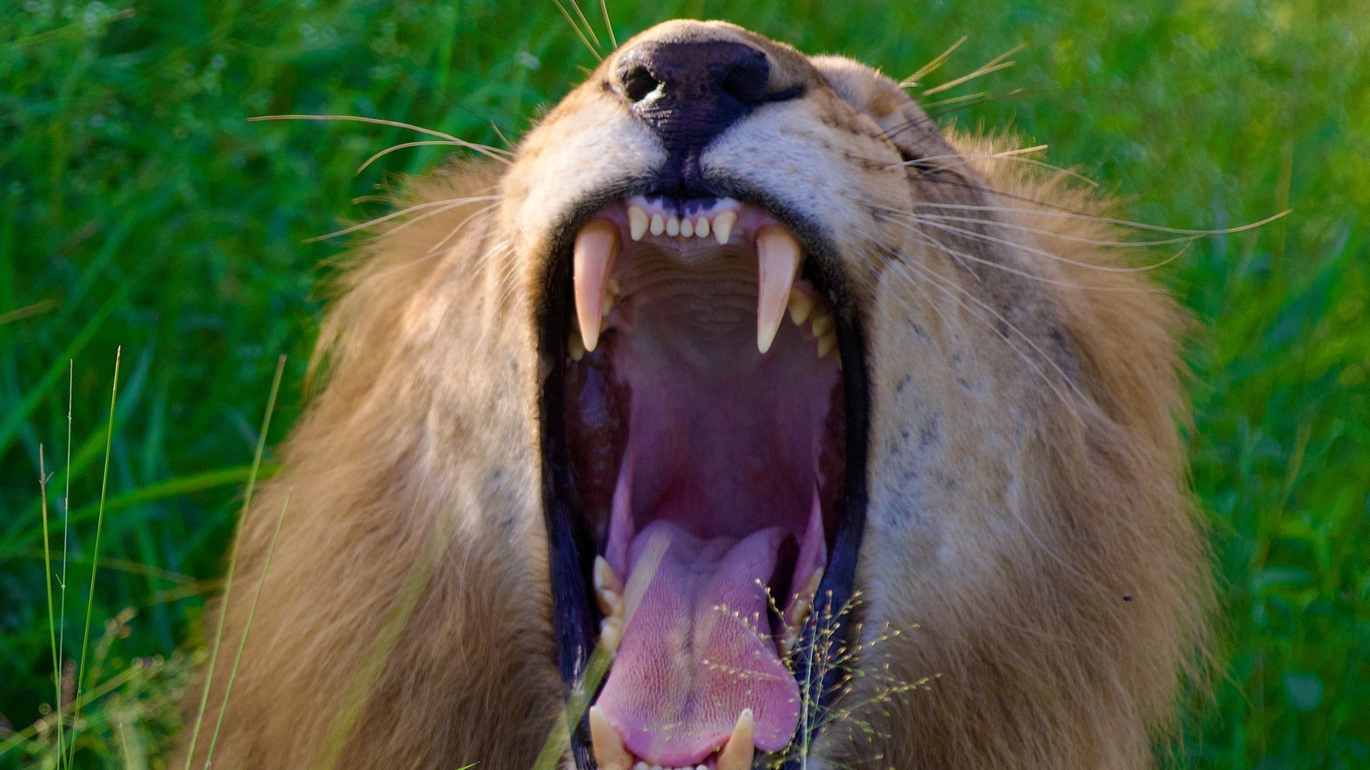 Various shots of animals gaping | &Beyond WILDwatch