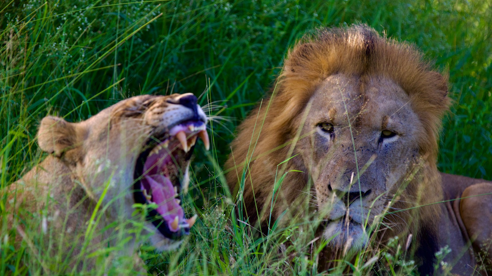 Various shots of animals gaping | &Beyond WILDwatch
