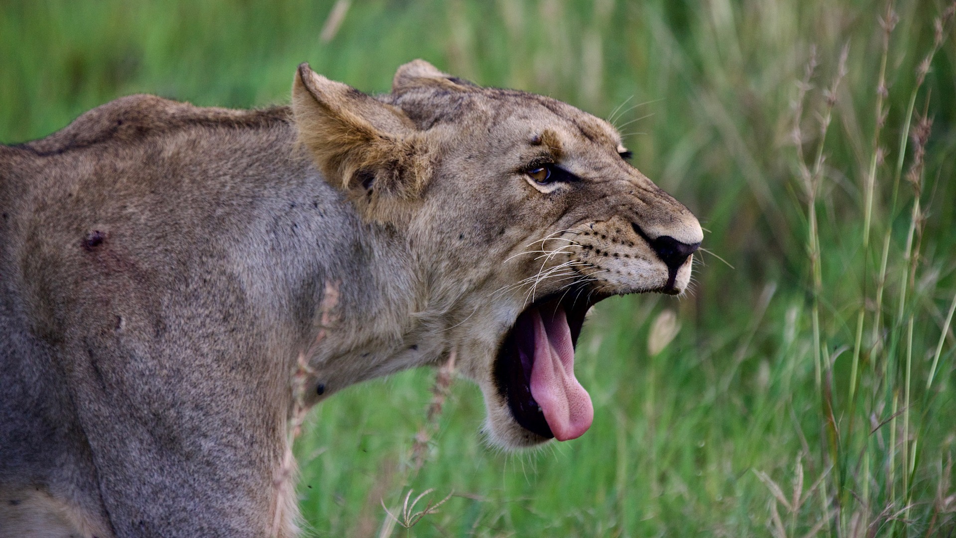 Various shots of animals gaping | &Beyond WILDwatch