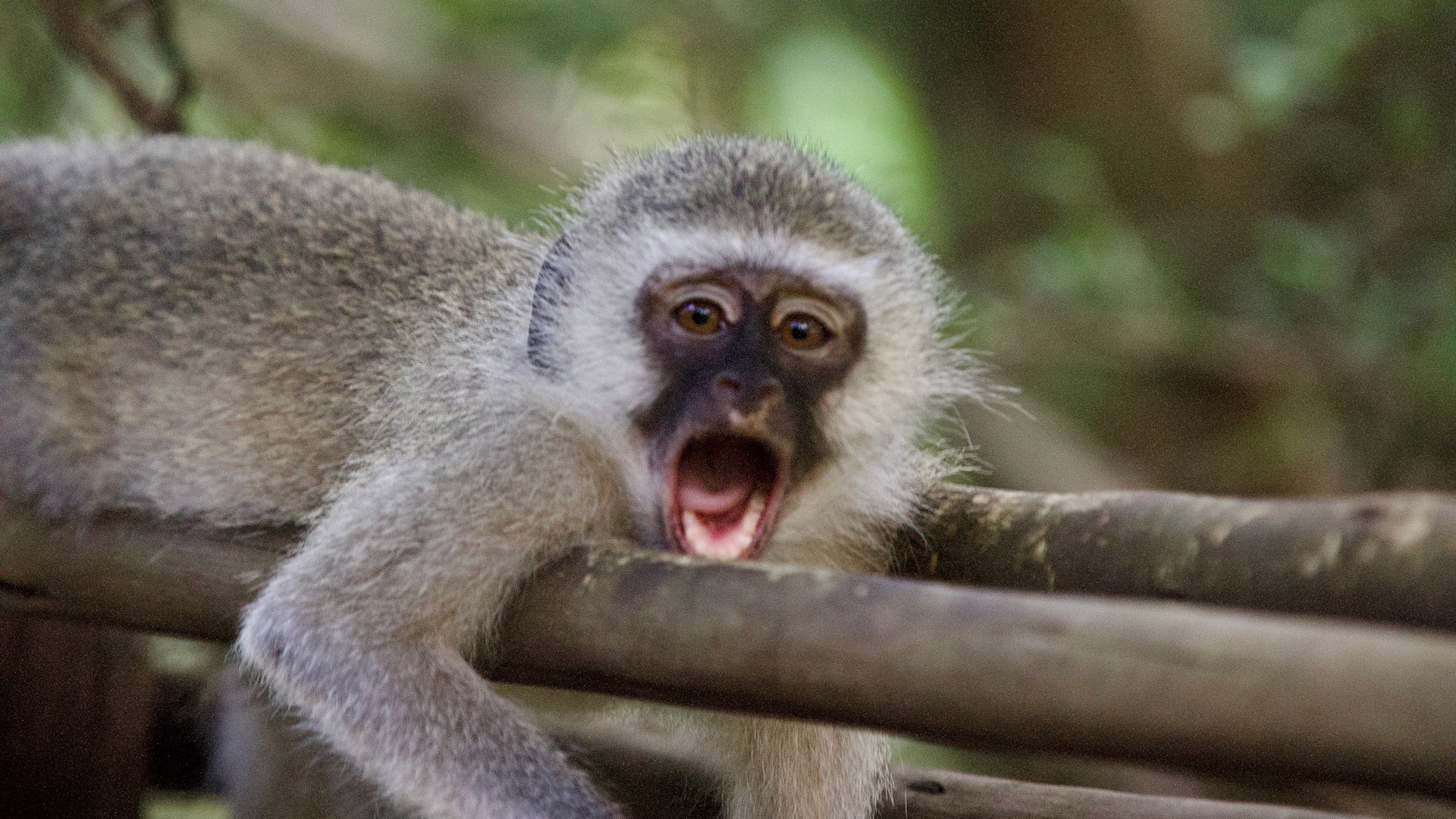 Various shots of animals gaping | &Beyond WILDwatch