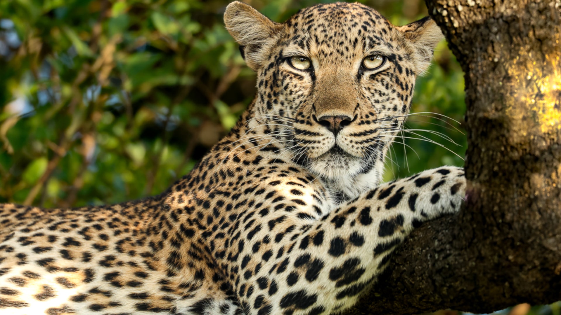 Potraits of a leopard | Luxury African Safaris,South America & South ...