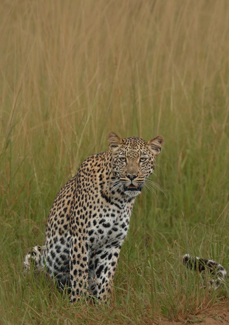 Potraits of a leopard | Luxury African Safaris,South America & South ...
