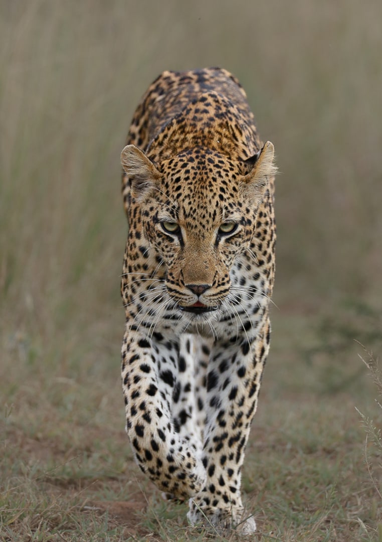 Potraits of a leopard | Luxury African Safaris,South America & South ...