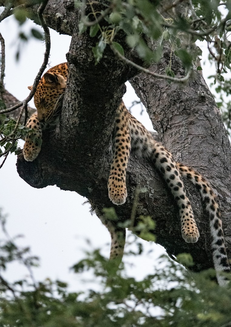 A leopard chilling in a tree | Luxury African Safaris,South America ...