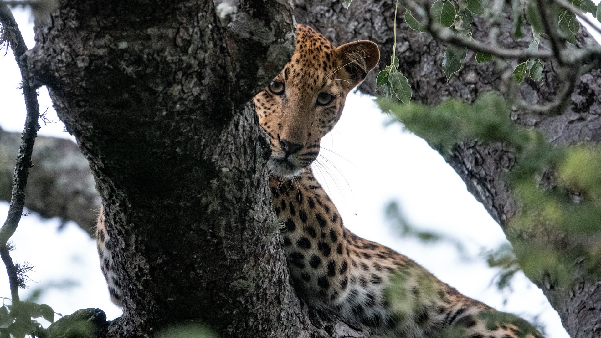 A leopard chilling in a tree | Luxury African Safaris,South America ...