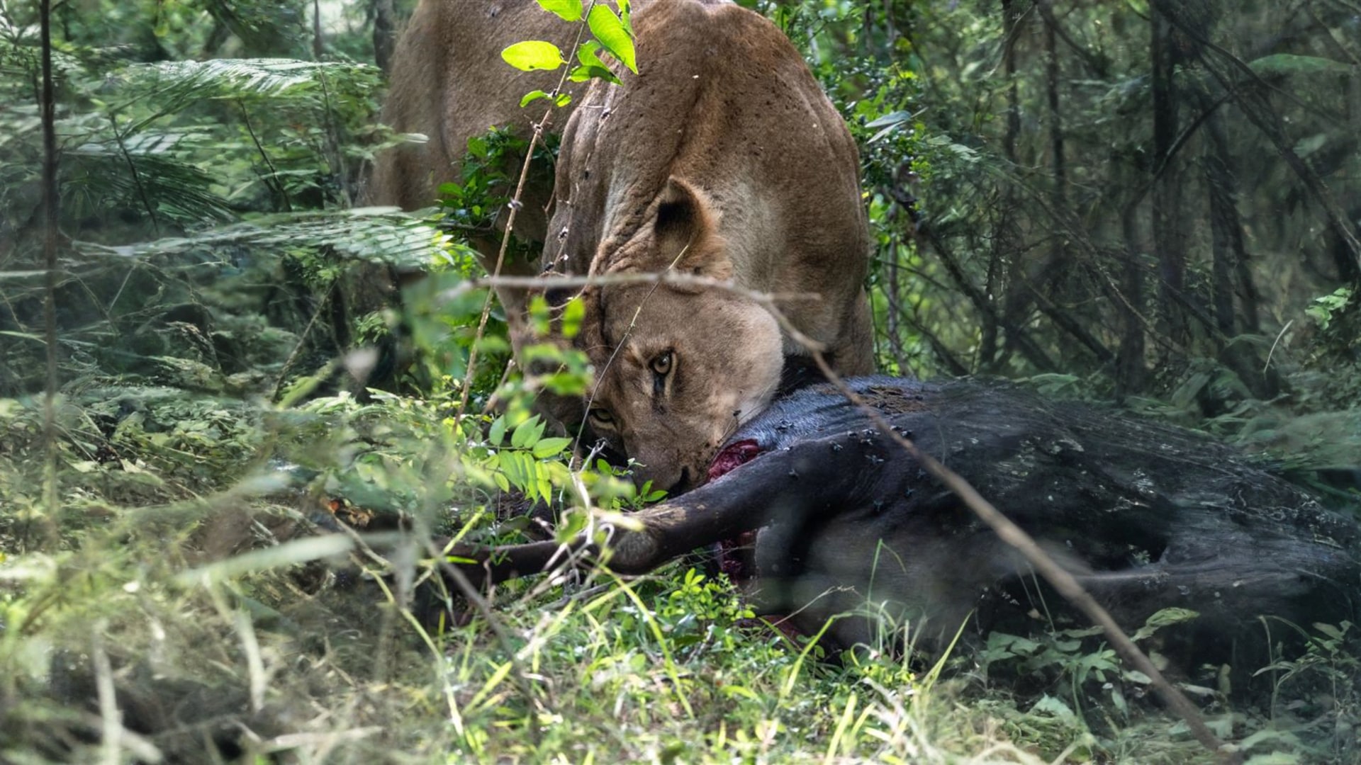 Lion feeding on a fresh kill | &Beyond WILDwatch