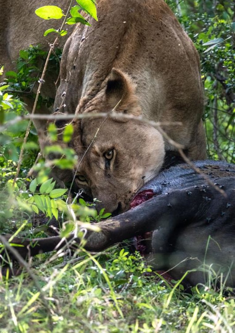 Lion feeding on a fresh kill | &Beyond WILDwatch