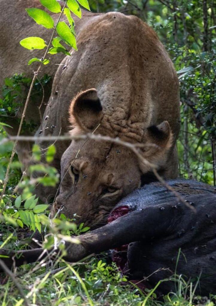 Lion feeding on a fresh kill | &Beyond WILDwatch