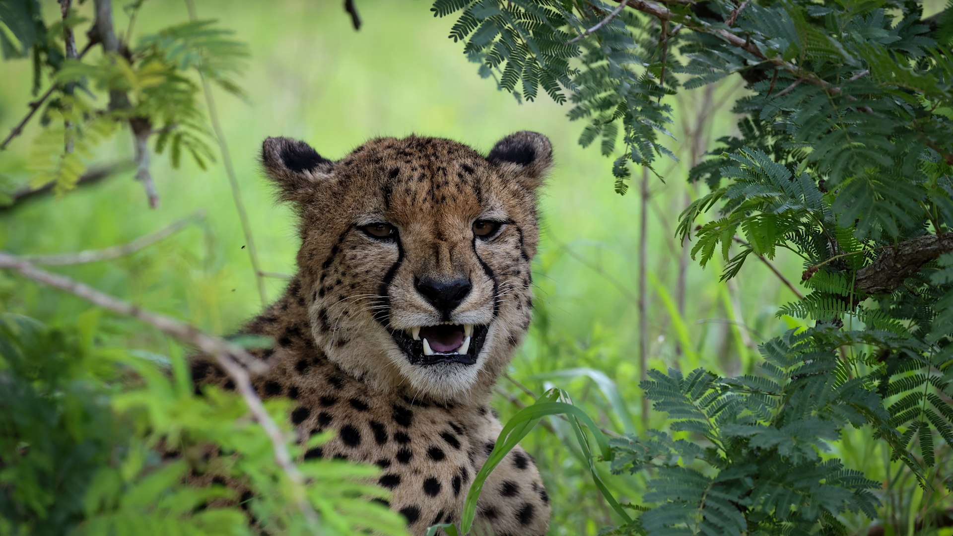 A young cheetah hides from the zululand sun | Luxury African Safaris ...