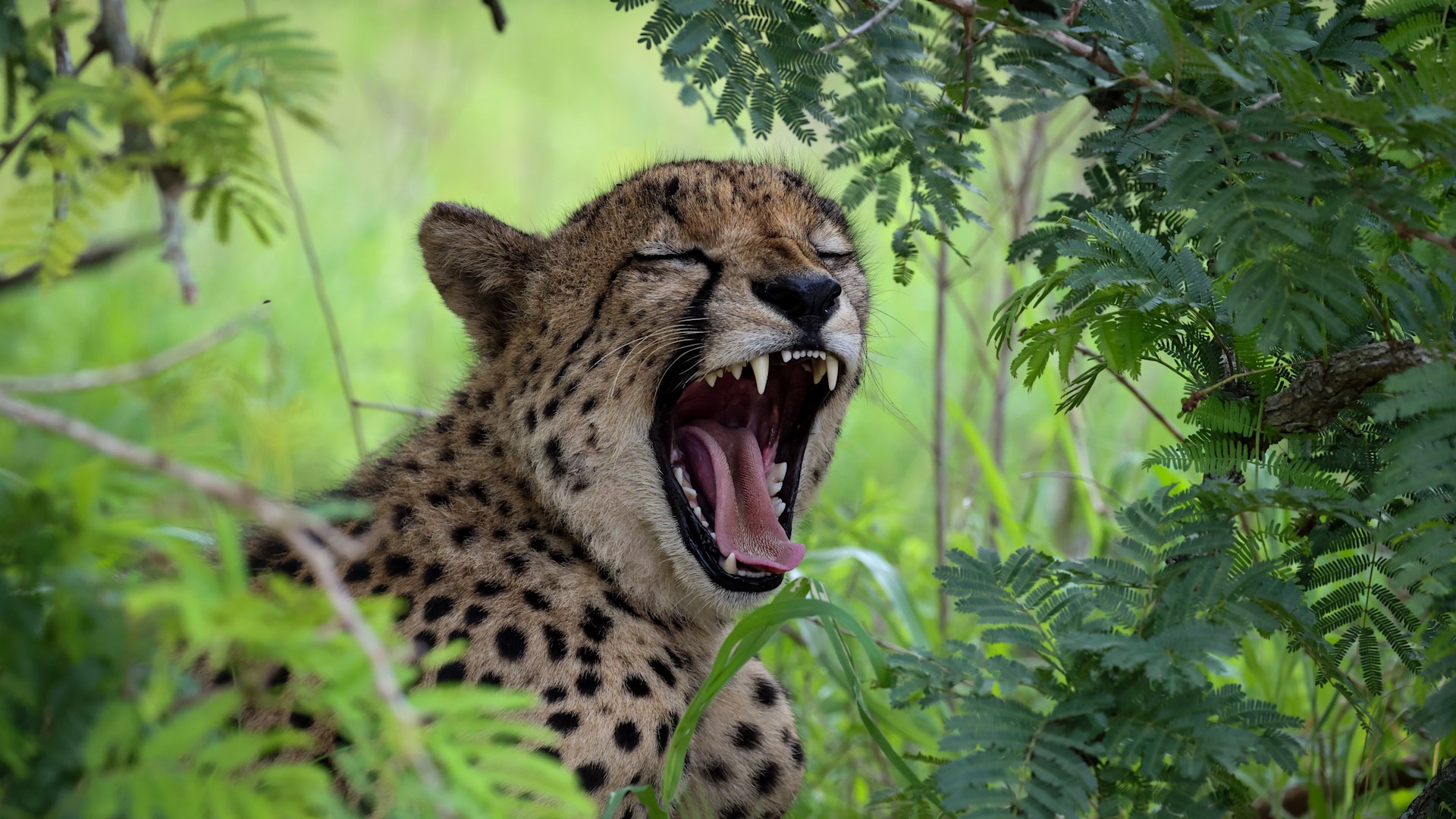 A cheetah lazily yawning | Luxury African Safaris,South America & South ...