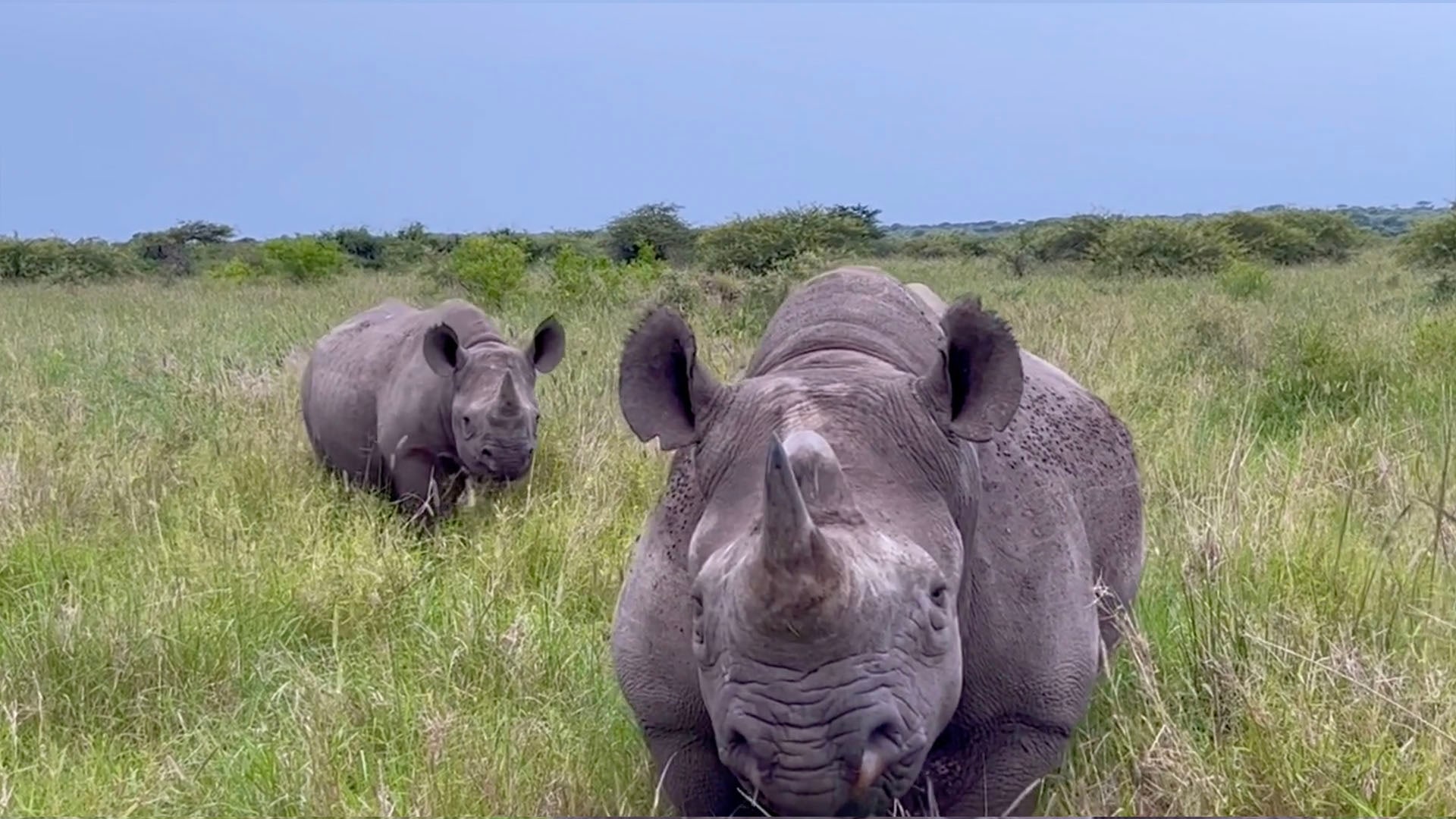 Inquisitive black rhino and calf get a closer look | Luxury African ...