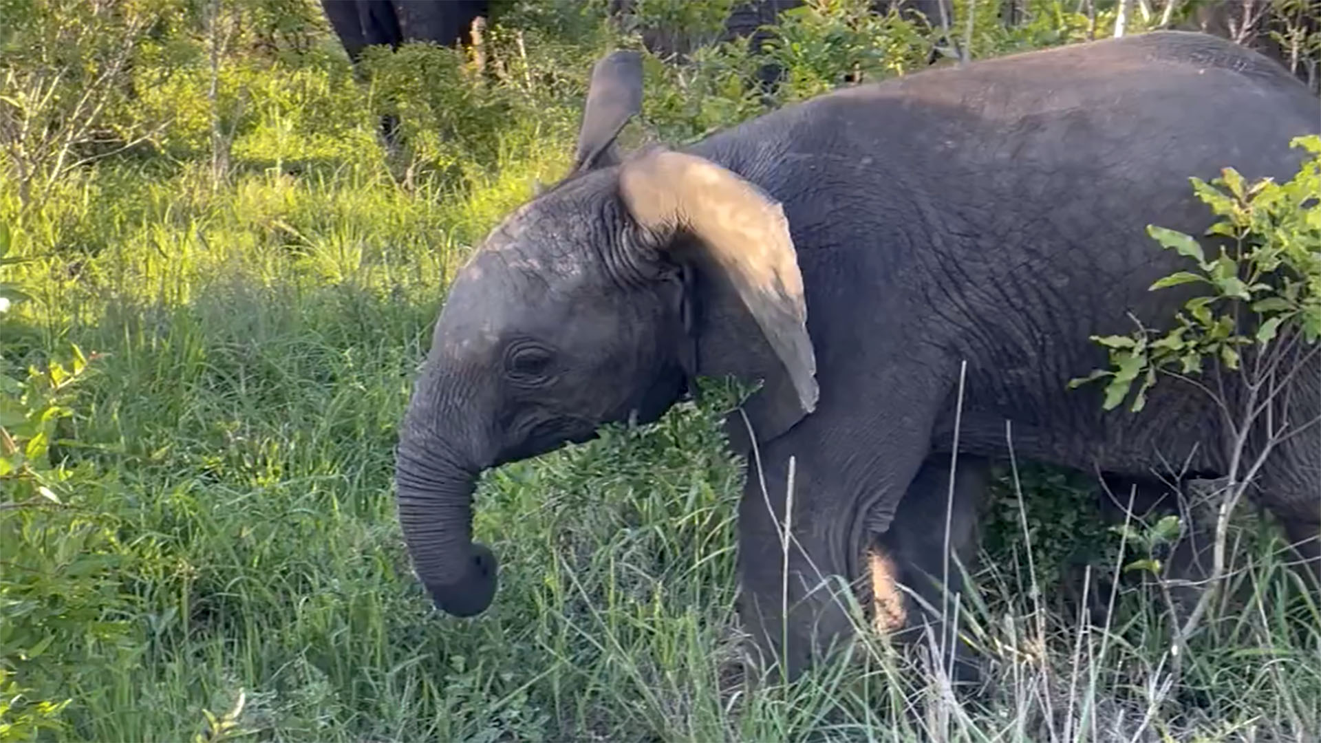 Cheeky elephant | Luxury African Safaris,South America & South Asia ...