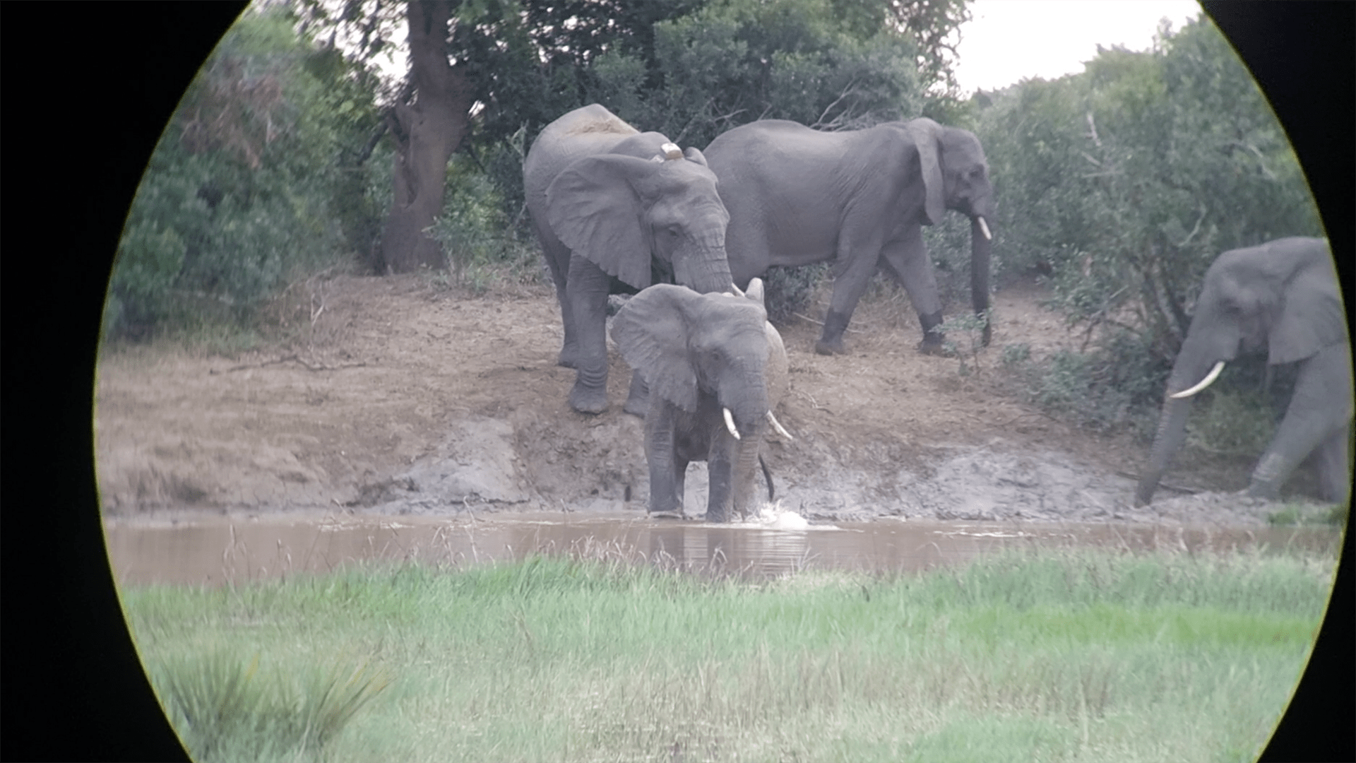 Elephants enjoy mud | Luxury African Safaris,South America & South Asia ...