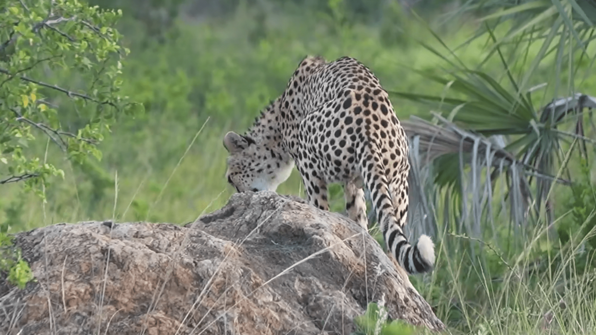 Cheetah trio in the wild | Luxury African Safaris,South America & South ...