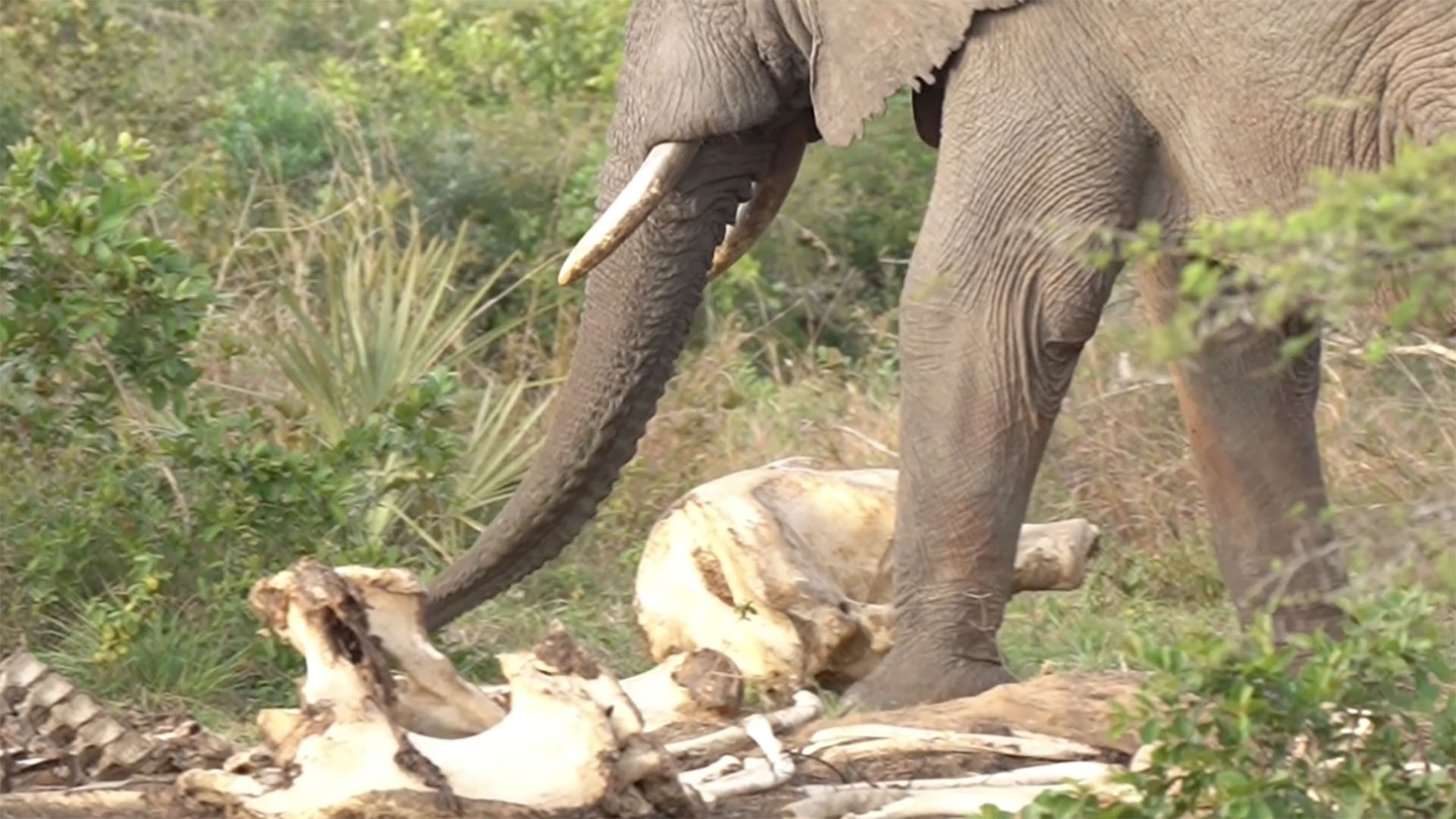 Elephant inspects elephant bones | Luxury African Safaris,South America ...