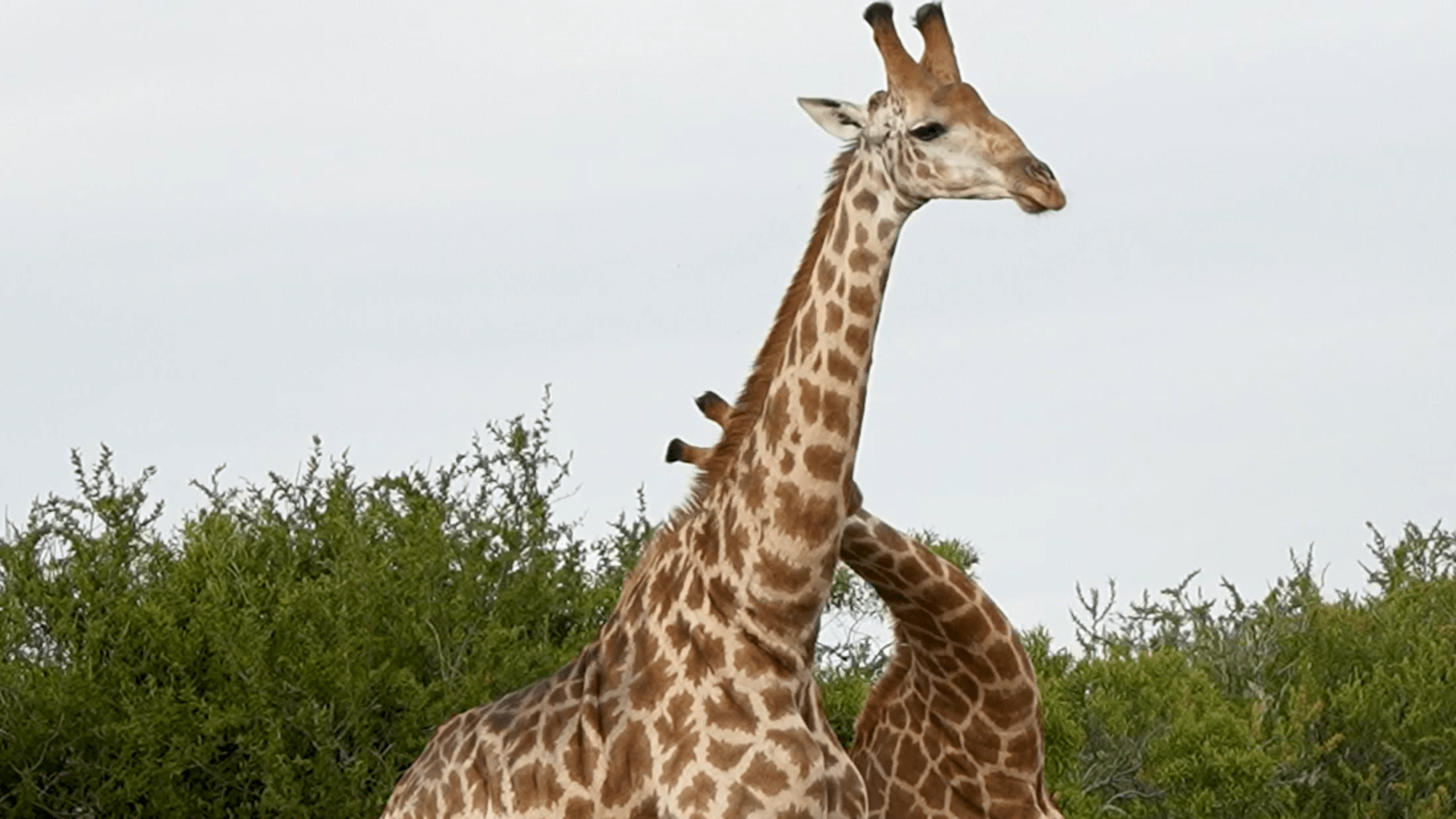 Two giraffe males practice necking | Luxury African Safaris,South ...