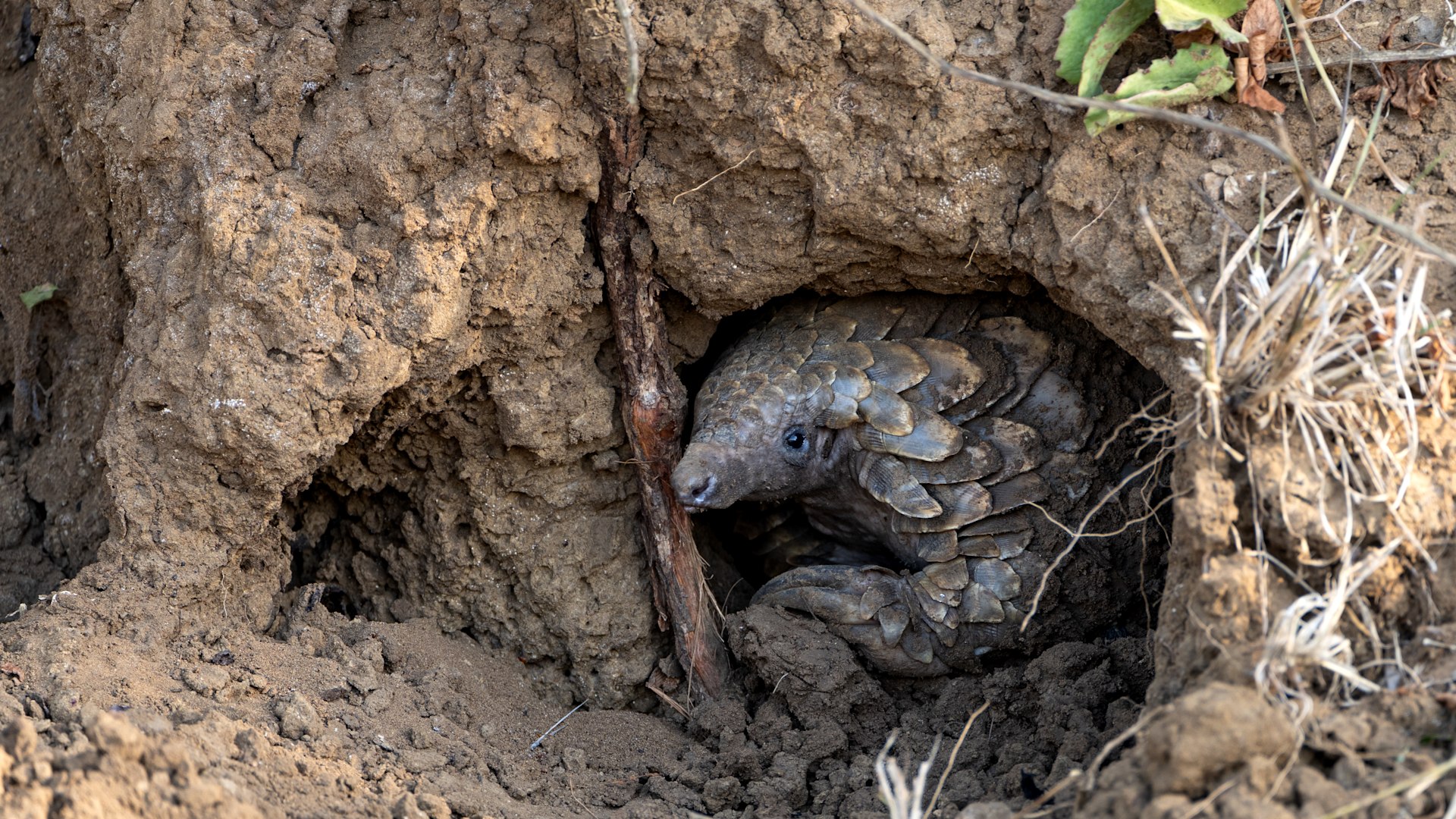 Sleepy pangolin emerges from burrow | Luxury African Safaris,South ...