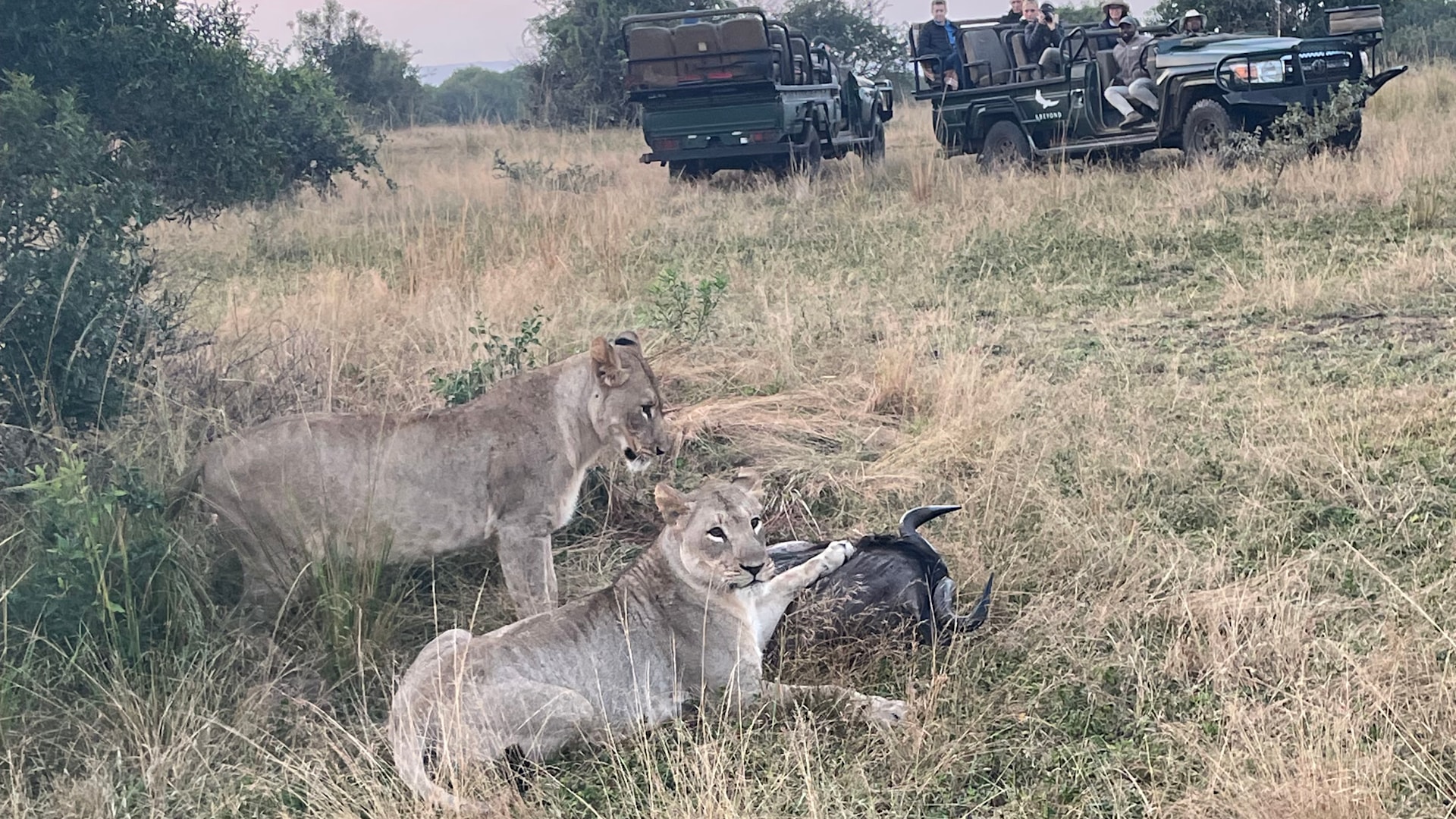 Lion kill near lodge | Luxury African Safaris,South America & South ...