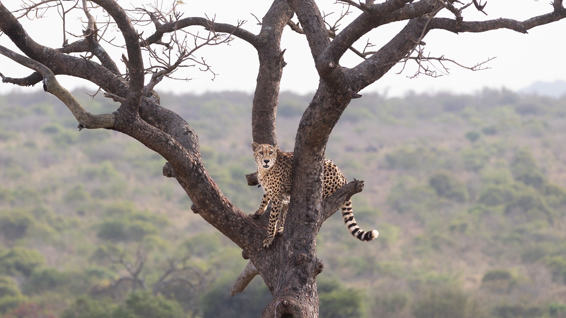 A cheetah observing from a marula tree | &Beyond WILDwatch