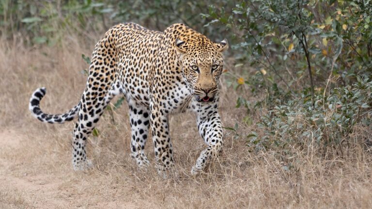 Experiences at Phinda Private Game Reserve, South Africa