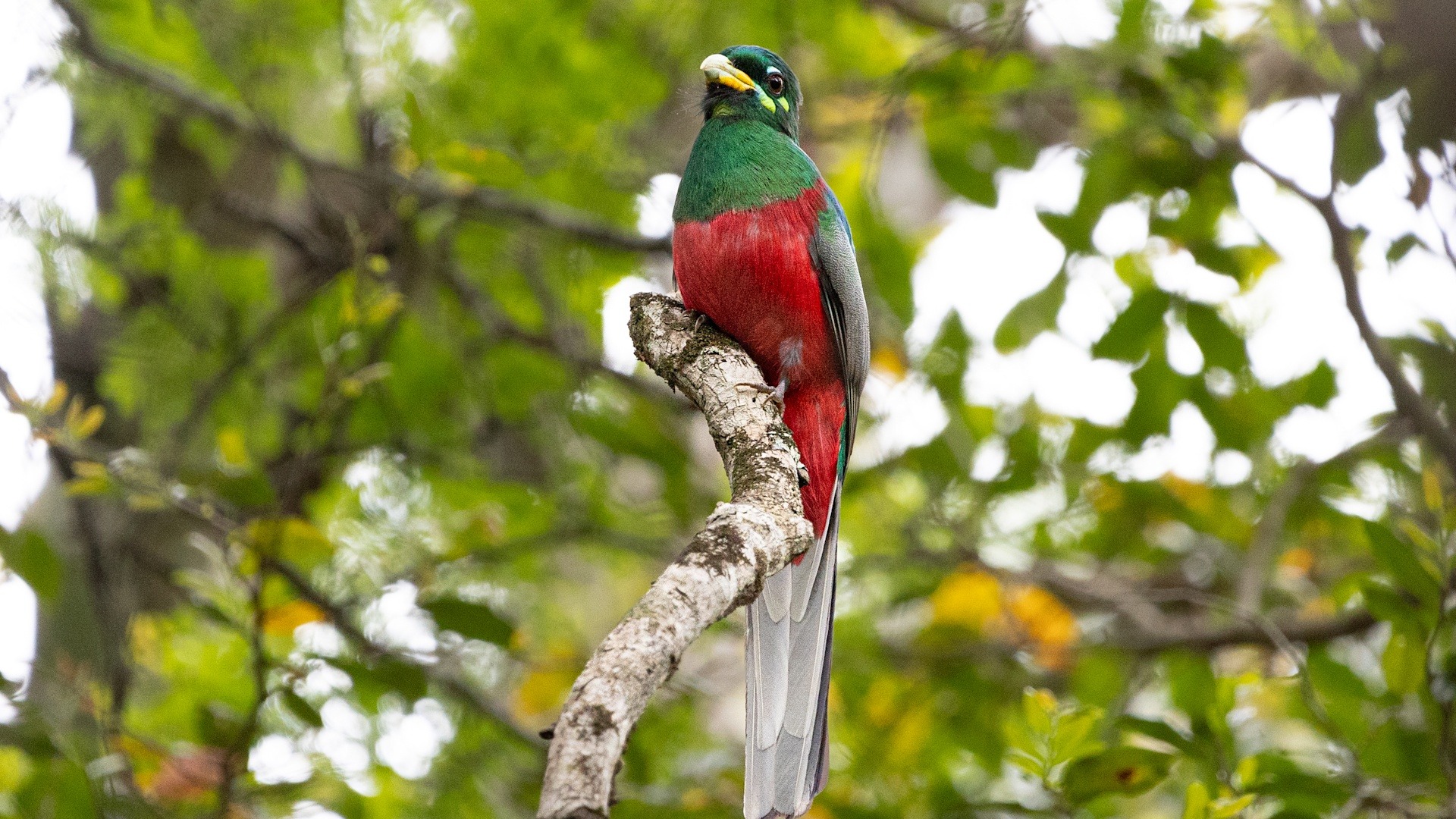 Snapshots of a narina tragon | Luxury African Safaris,South America ...