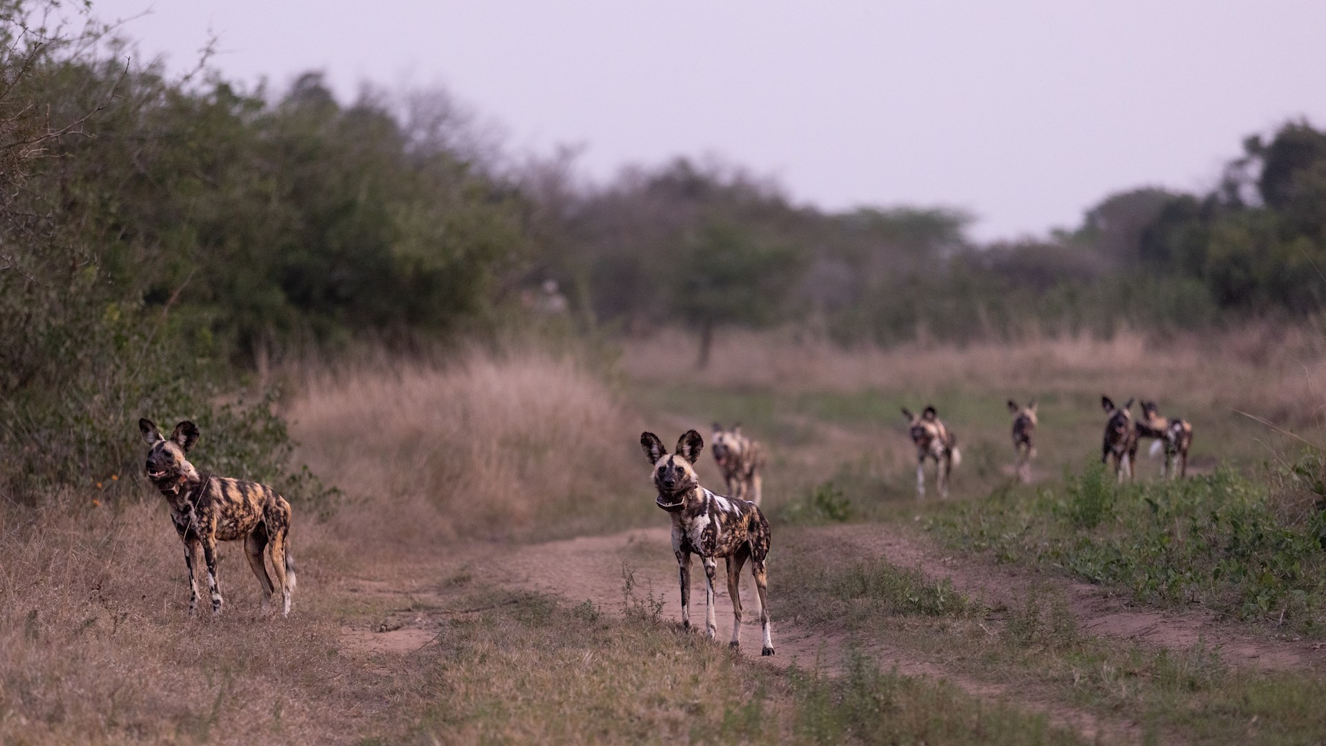 A pack of wild dogs gathered in the open | &Beyond WILDwatch