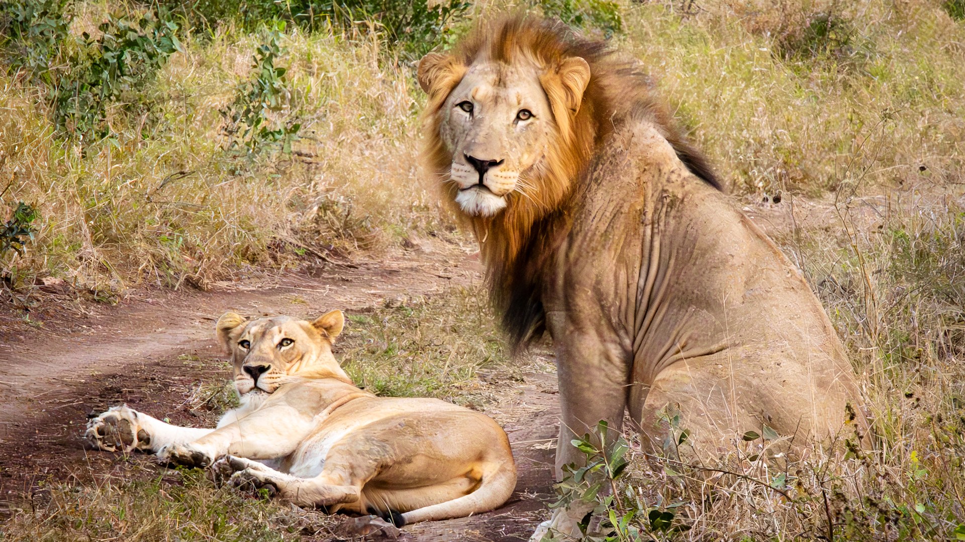 How Do Lions Mate